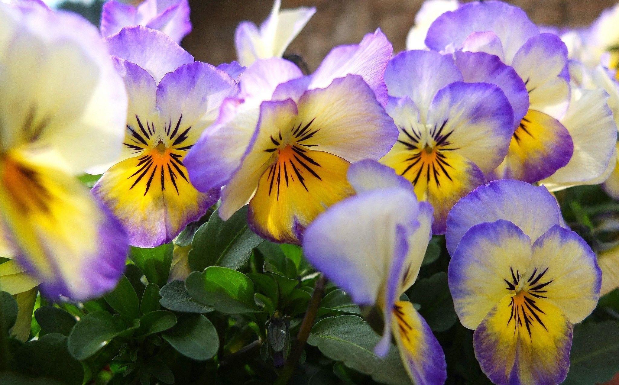 Pansy Wallpapers - Top Free Pansy Backgrounds - WallpaperAccess