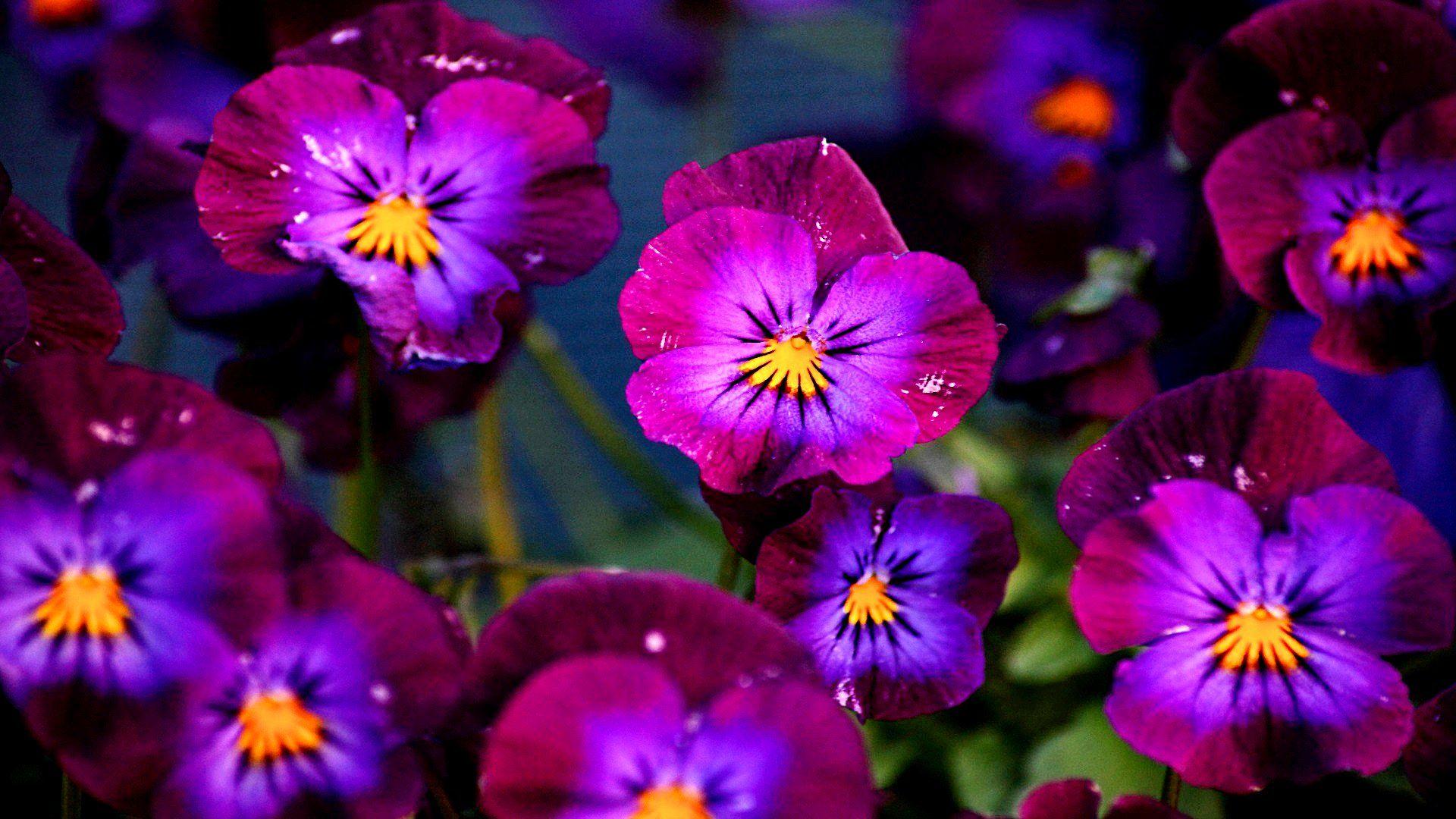 Pansy Wallpapers - Top Free Pansy Backgrounds - WallpaperAccess