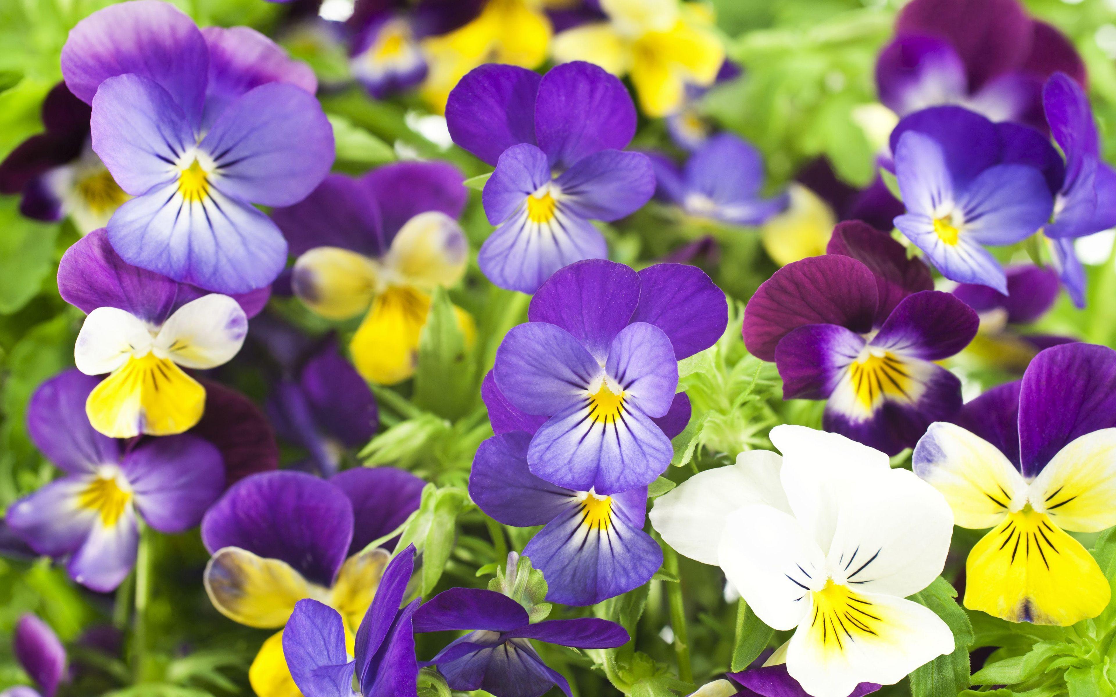 Pansy Wallpapers - Top Free Pansy Backgrounds - WallpaperAccess
