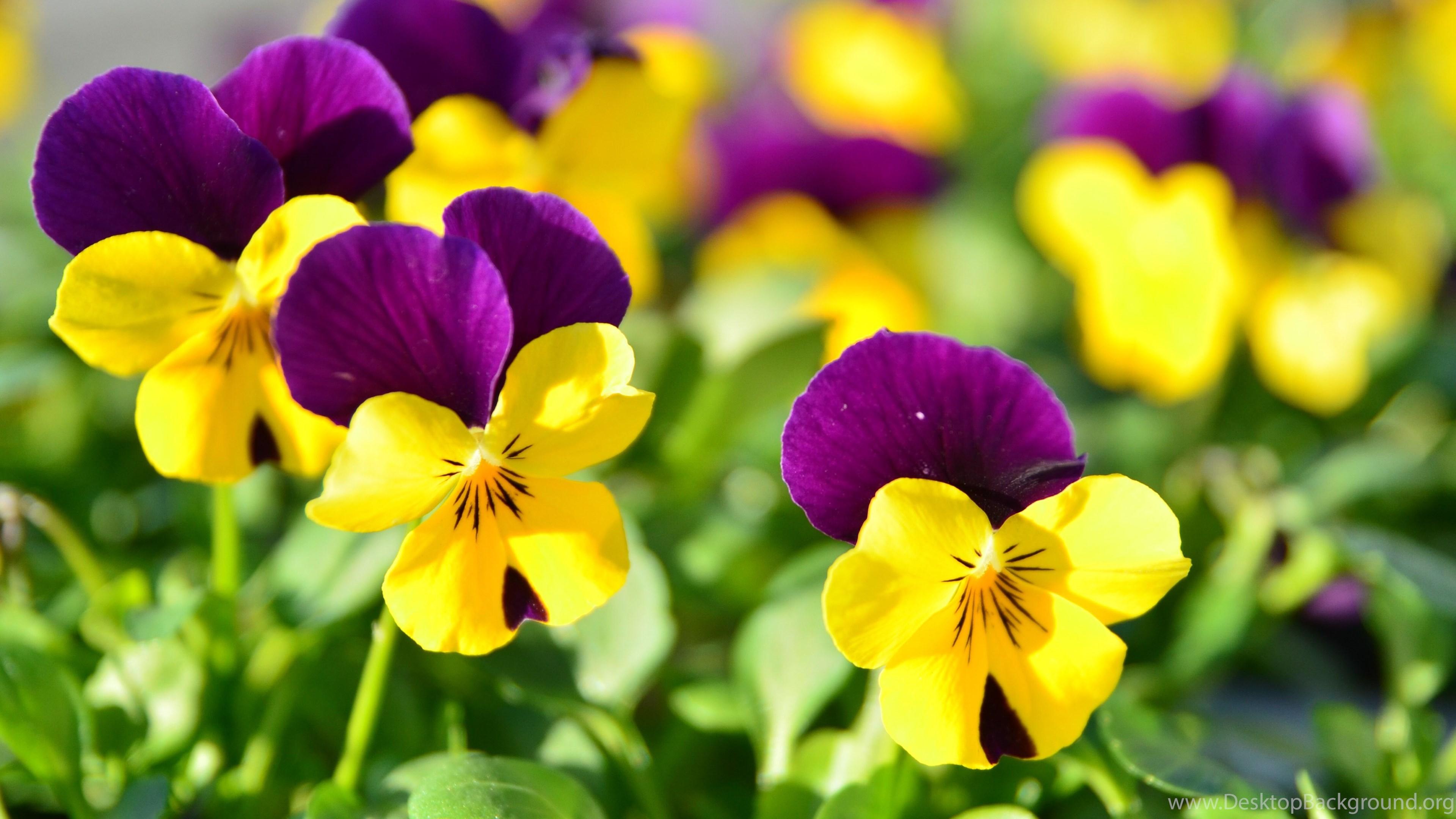 Pansy Wallpapers - Top Free Pansy Backgrounds - WallpaperAccess