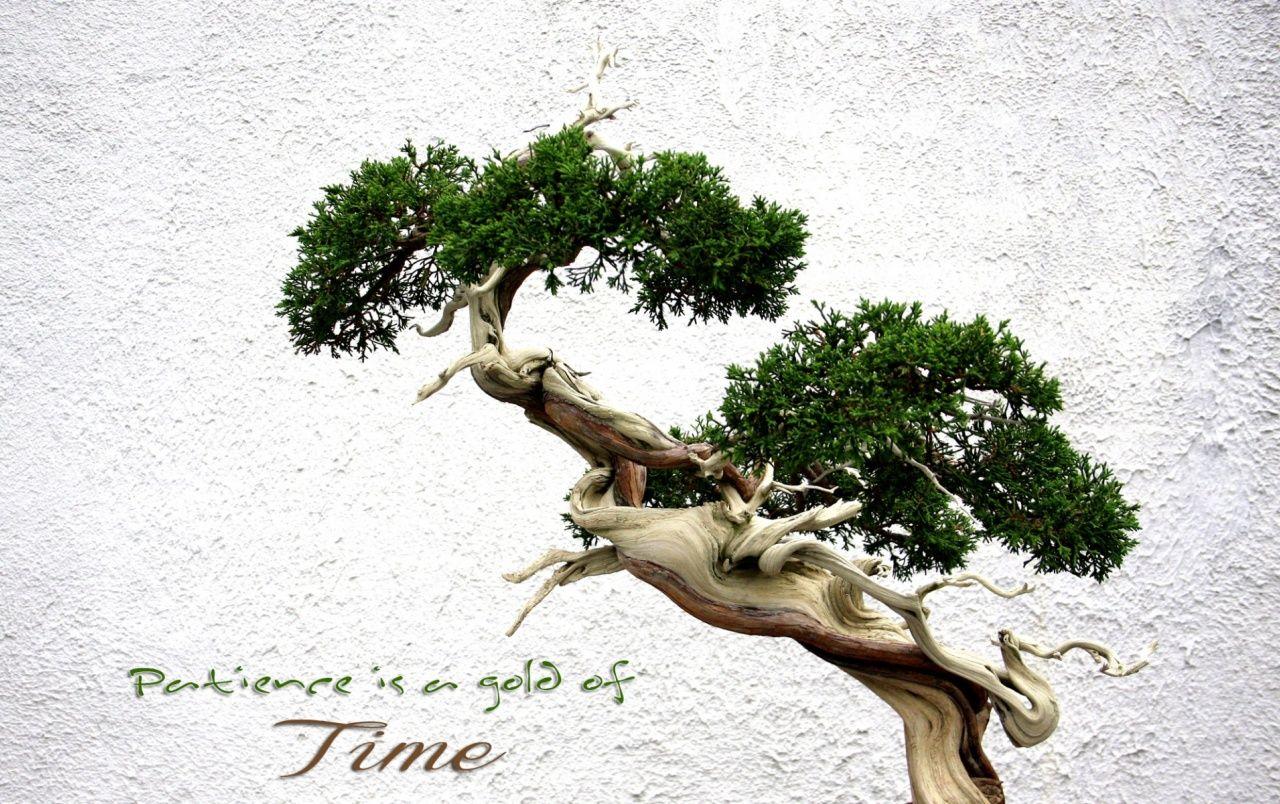 Patience Wallpapers - Top Free Patience Backgrounds - WallpaperAccess