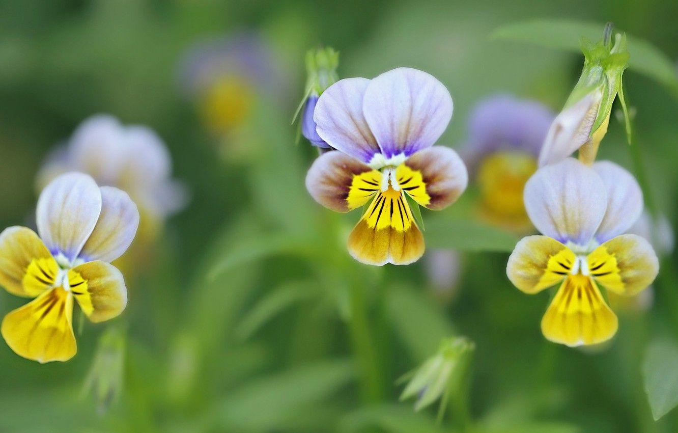 Pansy Wallpapers - Top Free Pansy Backgrounds - WallpaperAccess