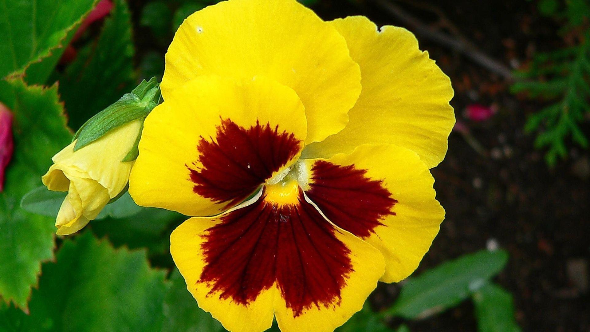 Pansy Wallpapers - Top Free Pansy Backgrounds - WallpaperAccess