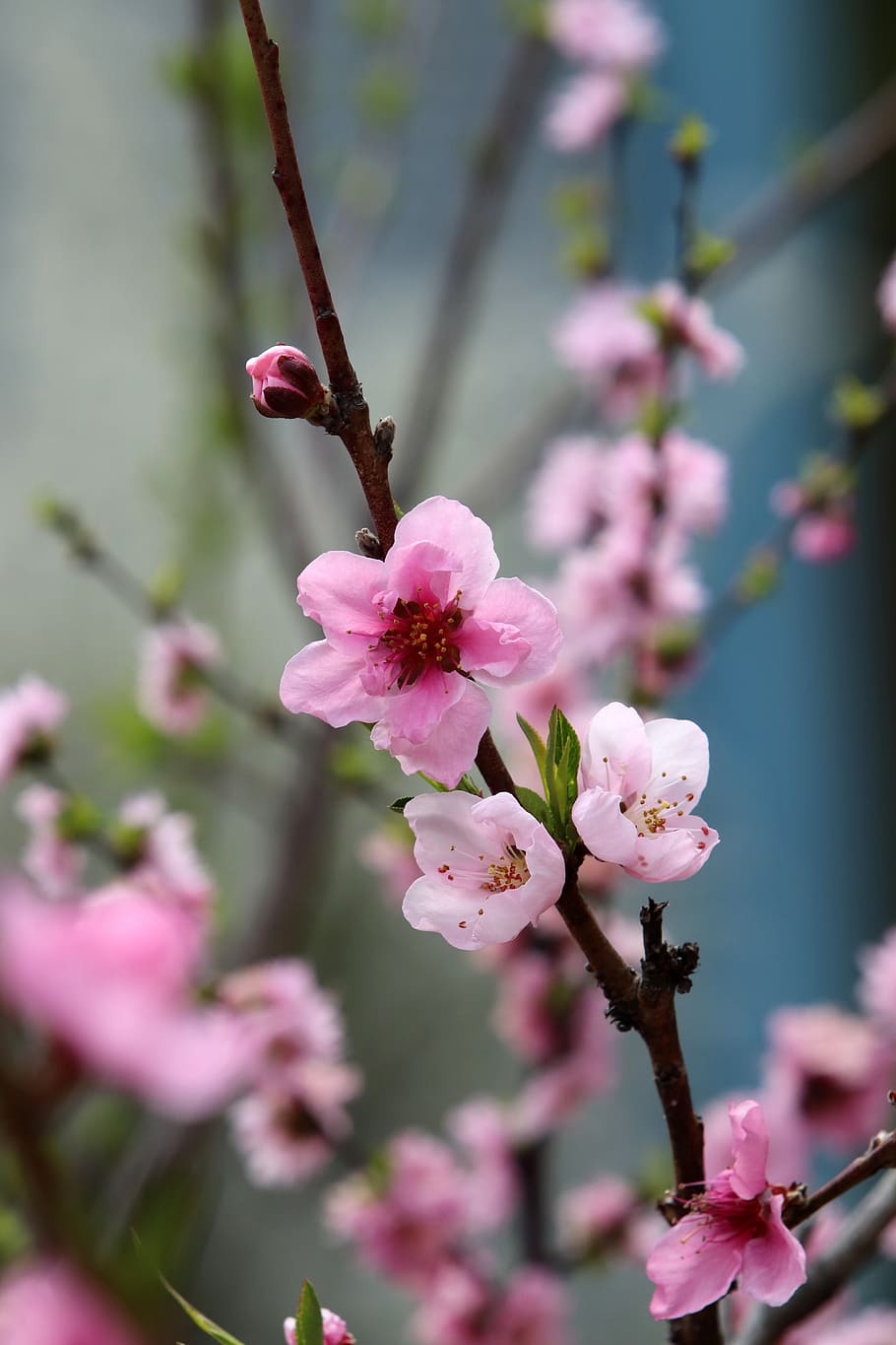 Peach Blossom Wallpapers - Top Free Peach Blossom Backgrounds ...