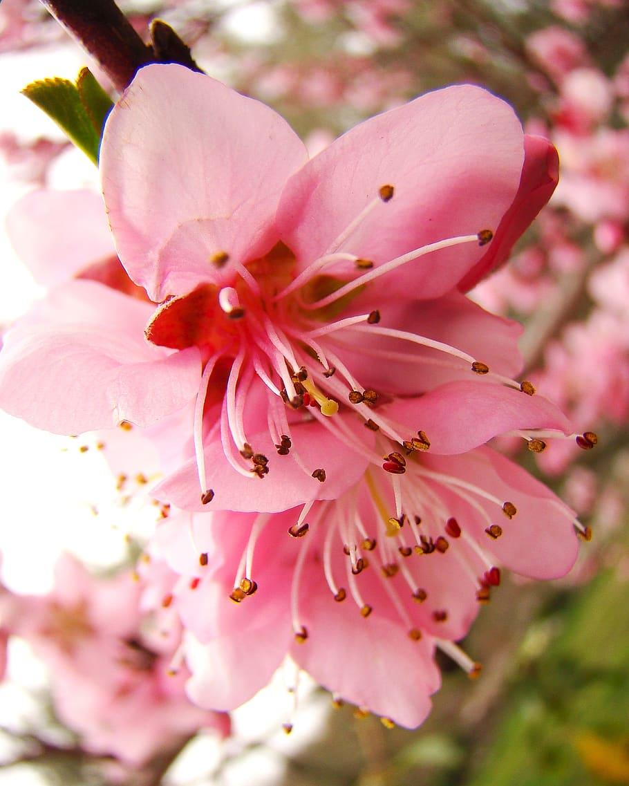 Peach Blossom Wallpapers - Top Free Peach Blossom Backgrounds ...