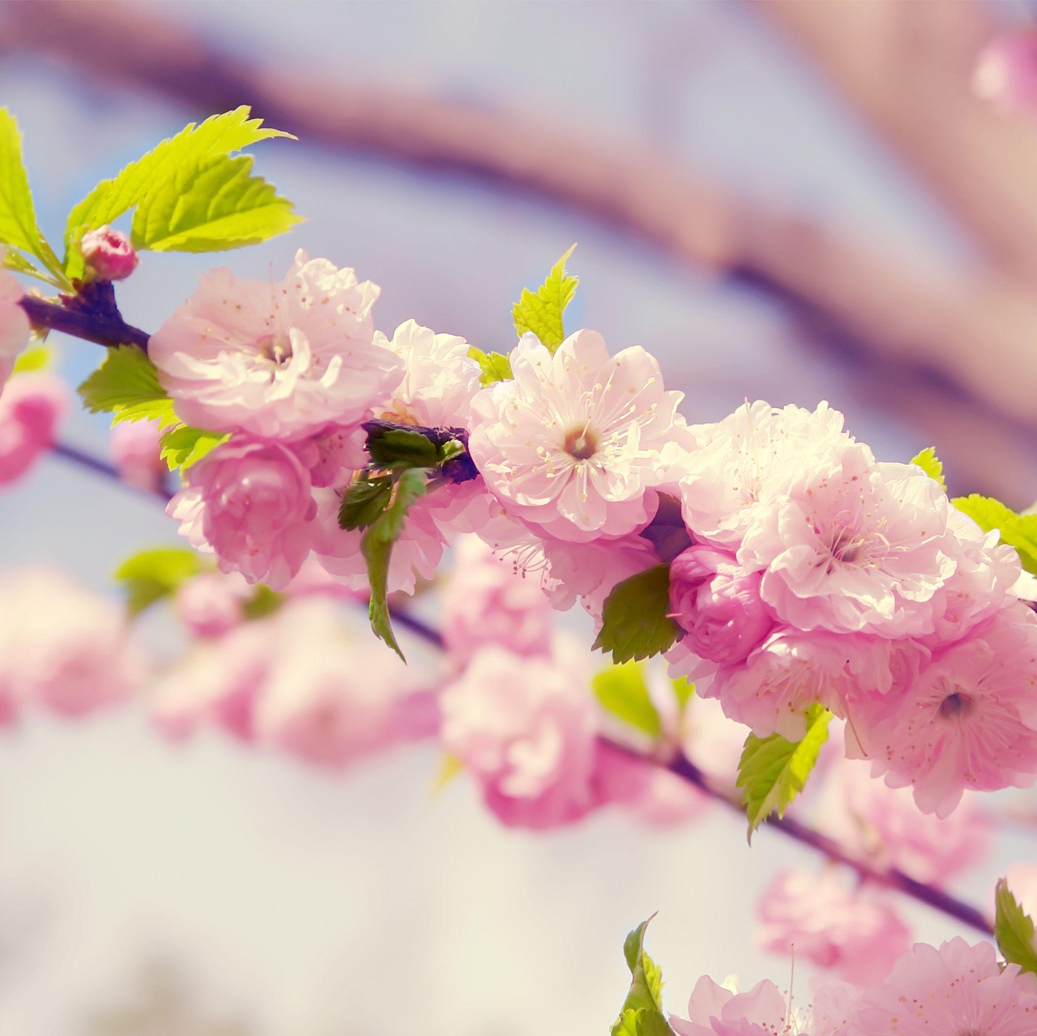 Peach Blossom Wallpapers - Top Free Peach Blossom Backgrounds ...