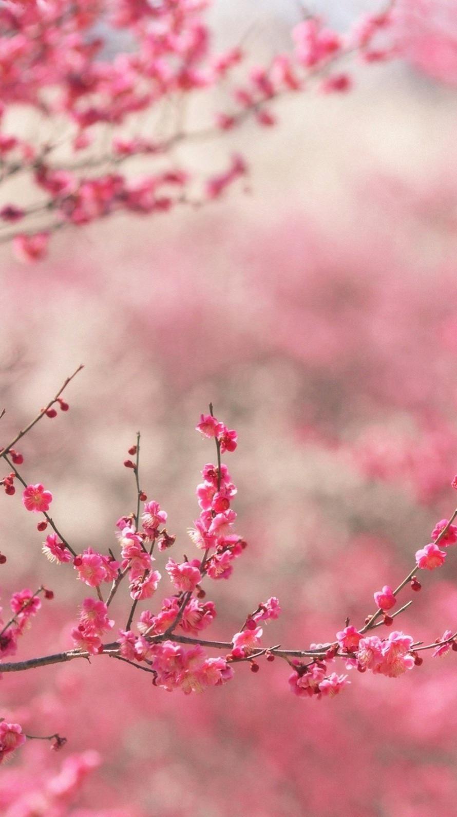 Peach Blossom Wallpapers - Top Free Peach Blossom Backgrounds ...