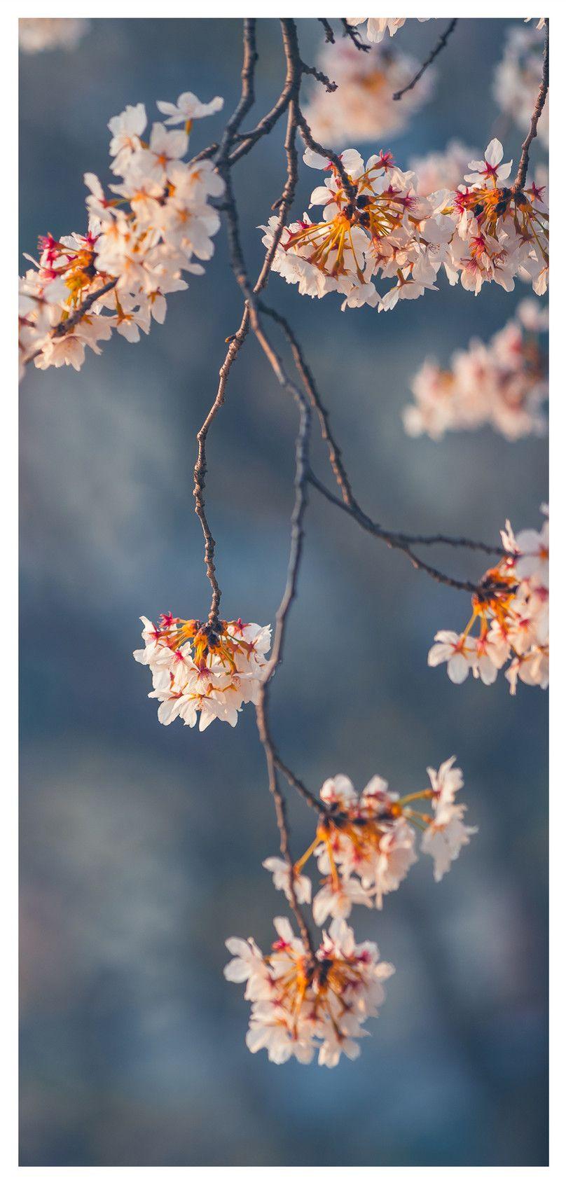 Peach Blossom Wallpapers - Top Free Peach Blossom Backgrounds ...