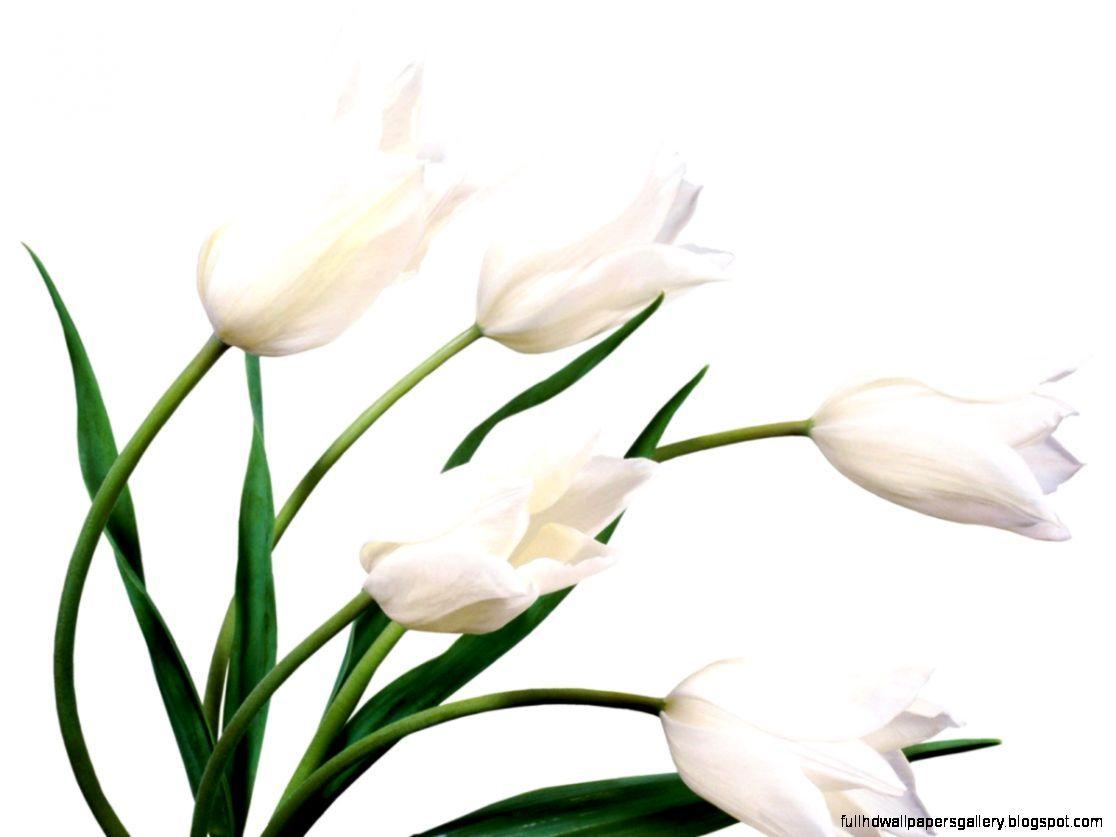 Florist Wallpapers - Top Free Florist Backgrounds - WallpaperAccess