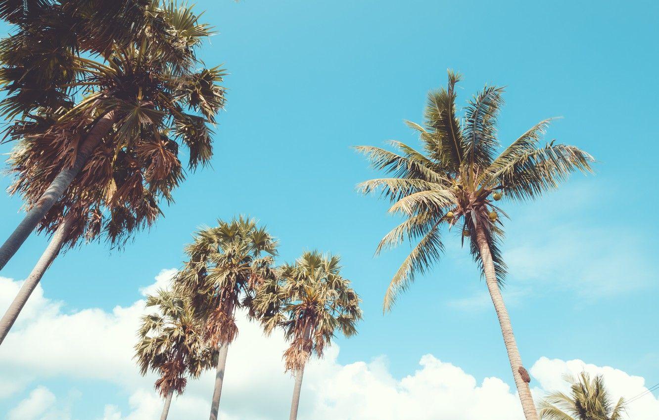 Summer Palm Trees Wallpapers - Top Free Summer Palm Trees Backgrounds ...