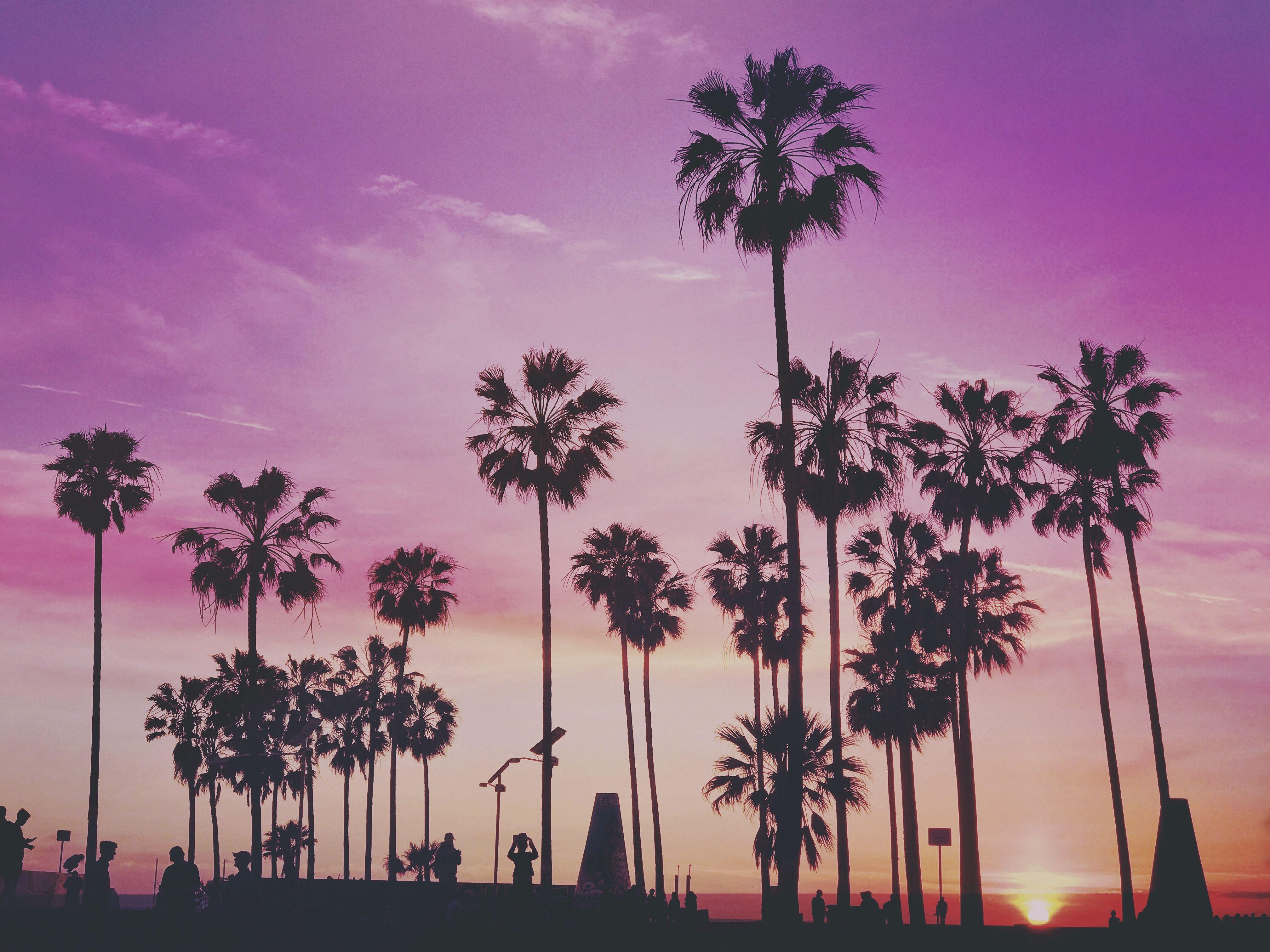 Palms Wallpapers - Top Free Palms Backgrounds - WallpaperAccess