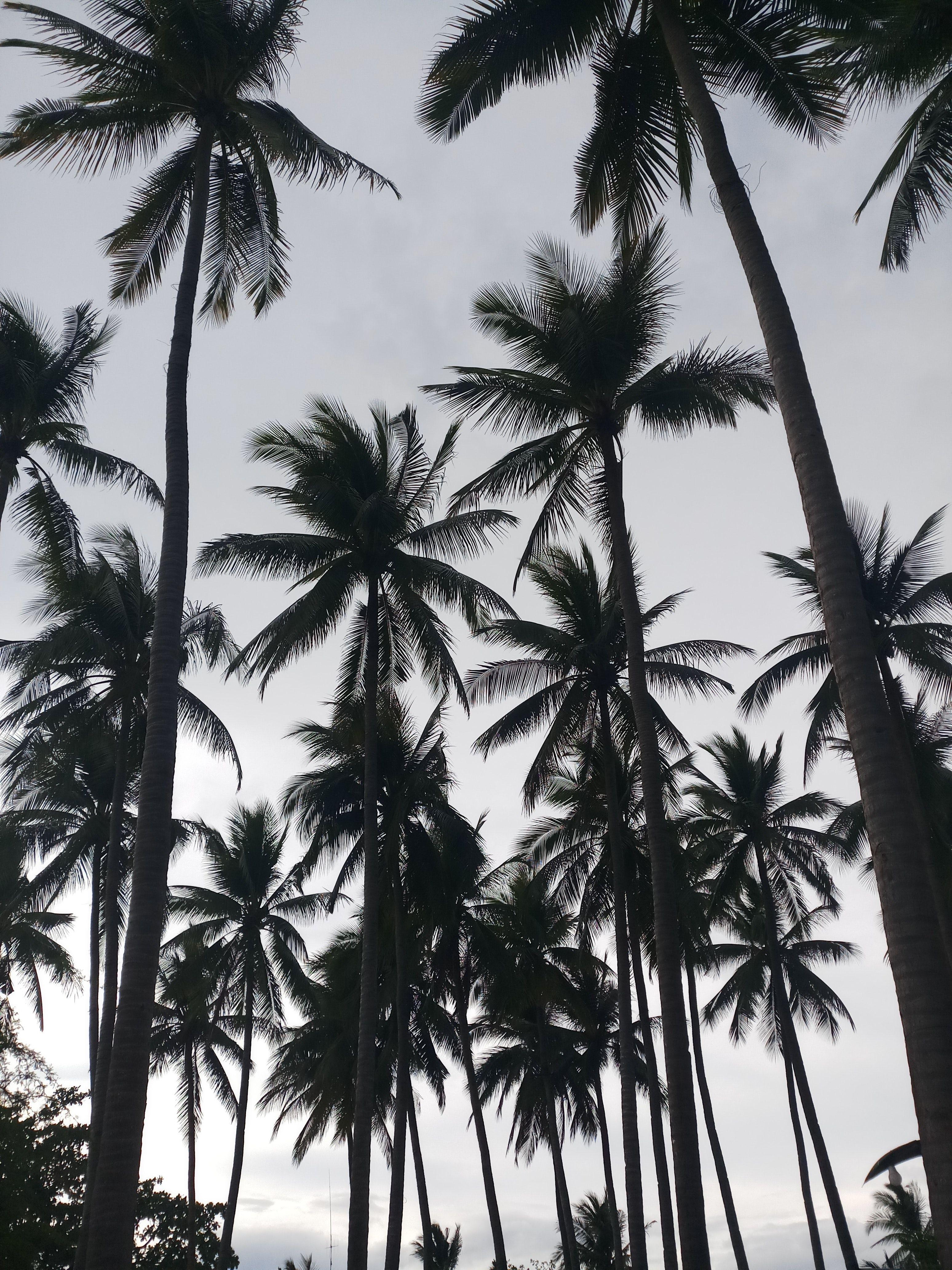 Palms Wallpapers - Top Free Palms Backgrounds - WallpaperAccess