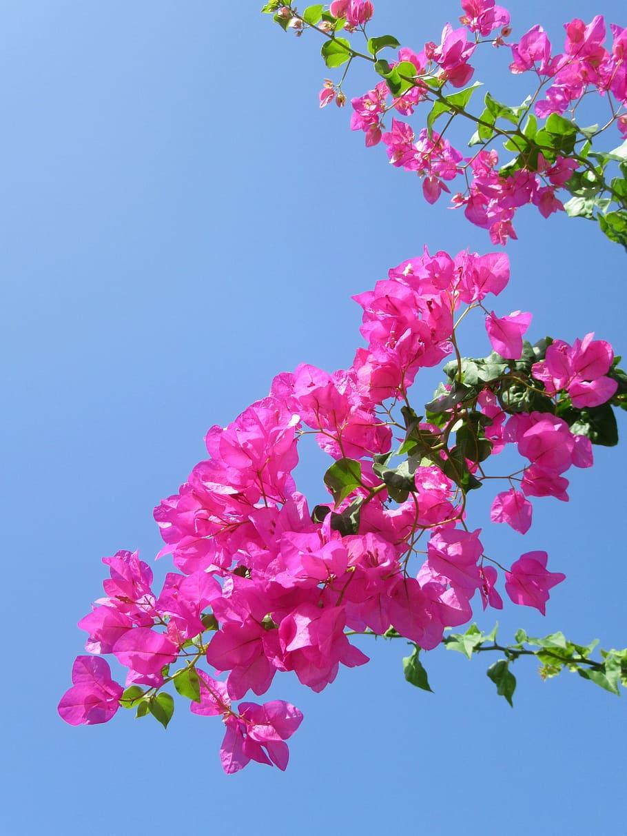 Tropical Flower Wallpapers - Top Free Tropical Flower Backgrounds ...