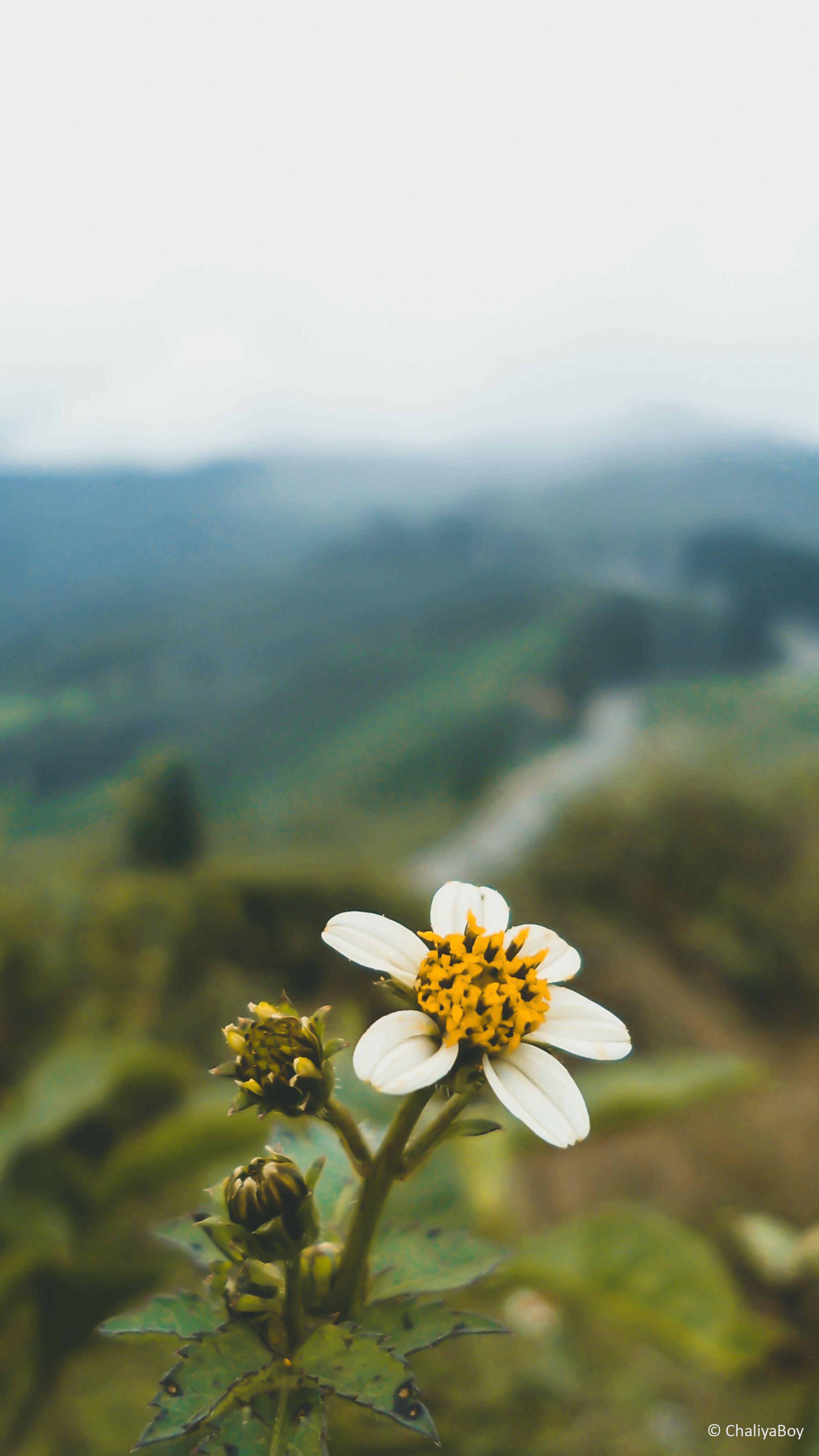 4k Nature Phone Wallpapers - Top Free 4k Nature Phone Backgrounds ...