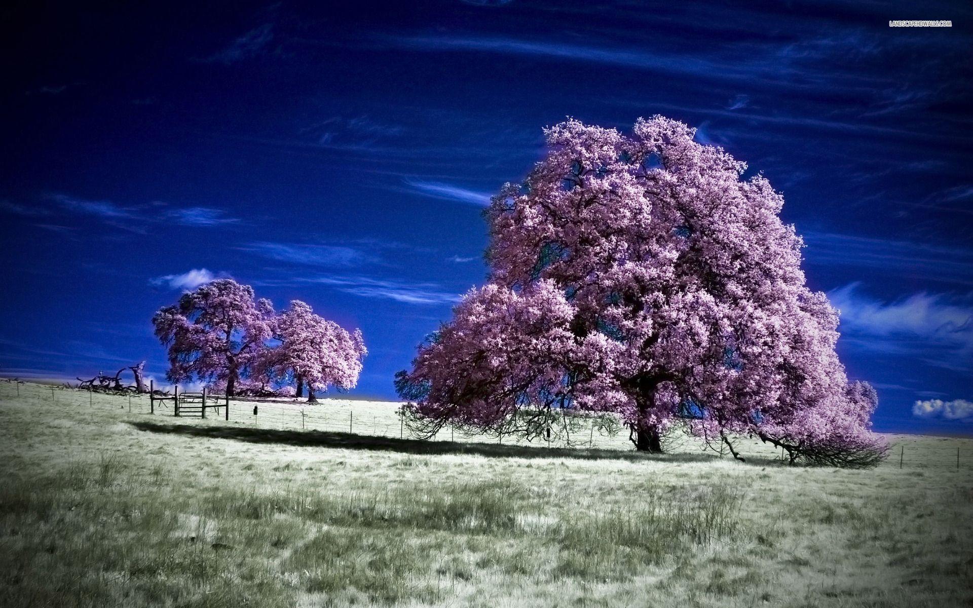 Purple Tree Wallpapers - Top Free Purple Tree Backgrounds - WallpaperAccess