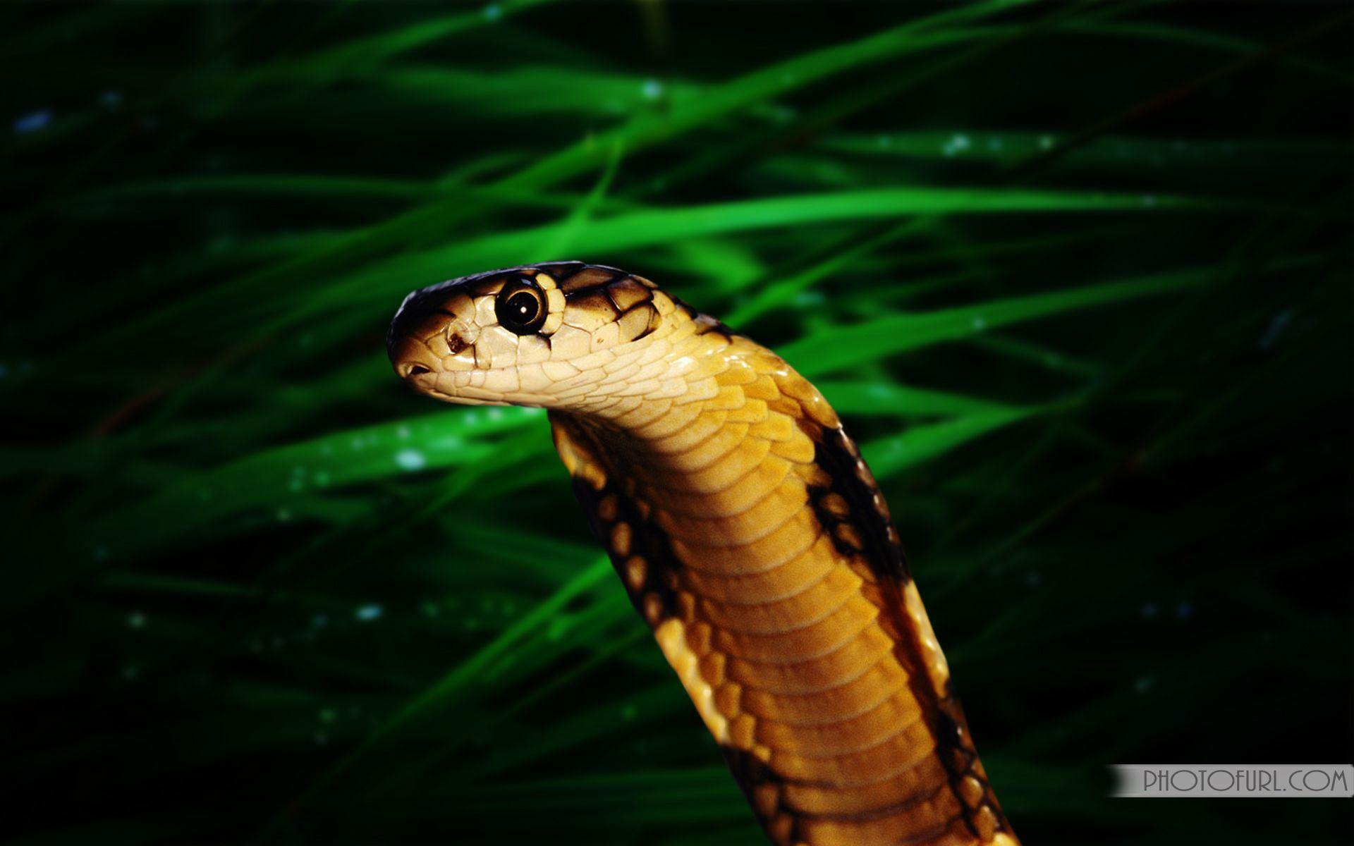 King Cobra Snake Wallpapers - Top Free King Cobra Snake Backgrounds ...