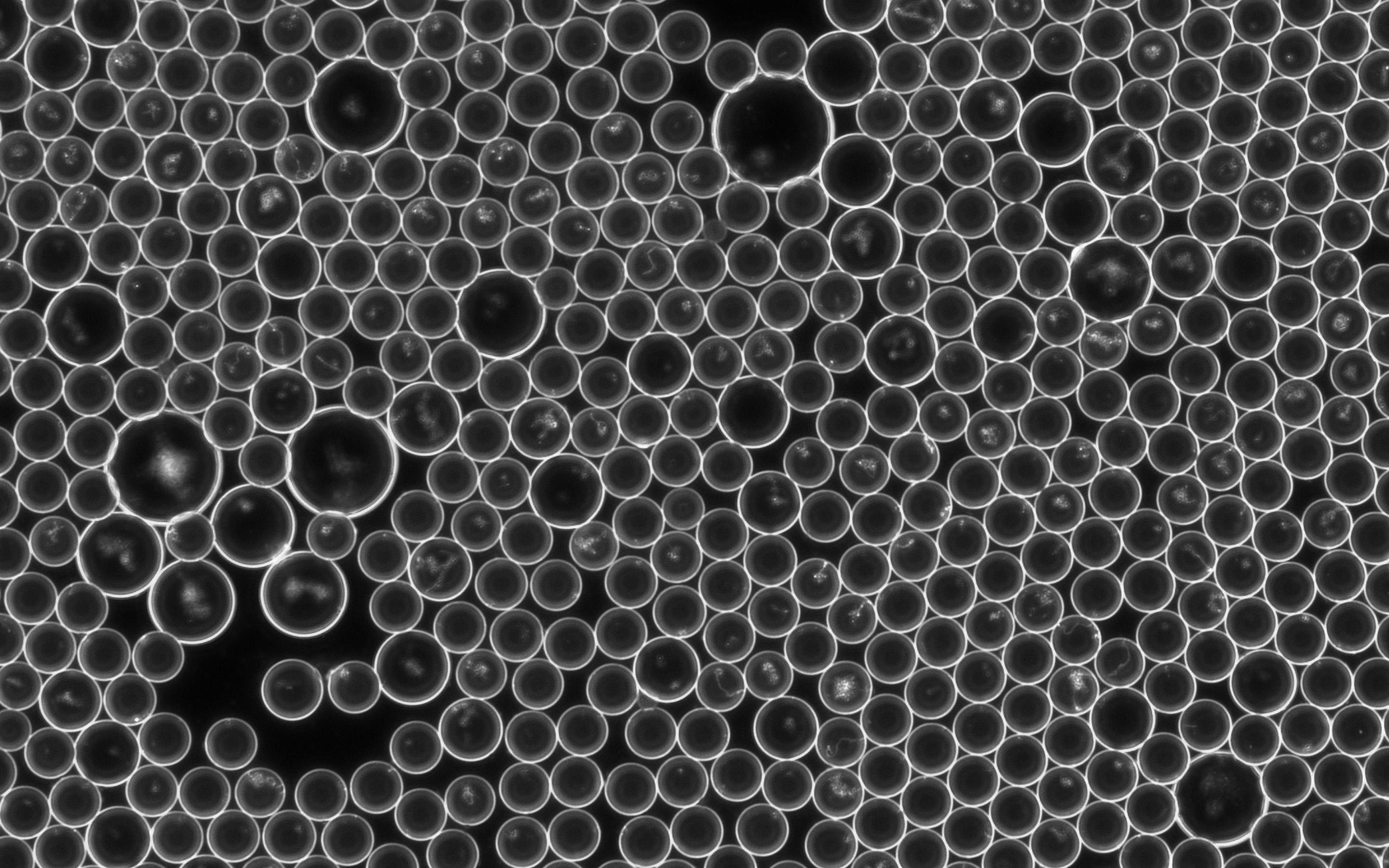 Bacteria Wallpapers - Top Free Bacteria Backgrounds - WallpaperAccess