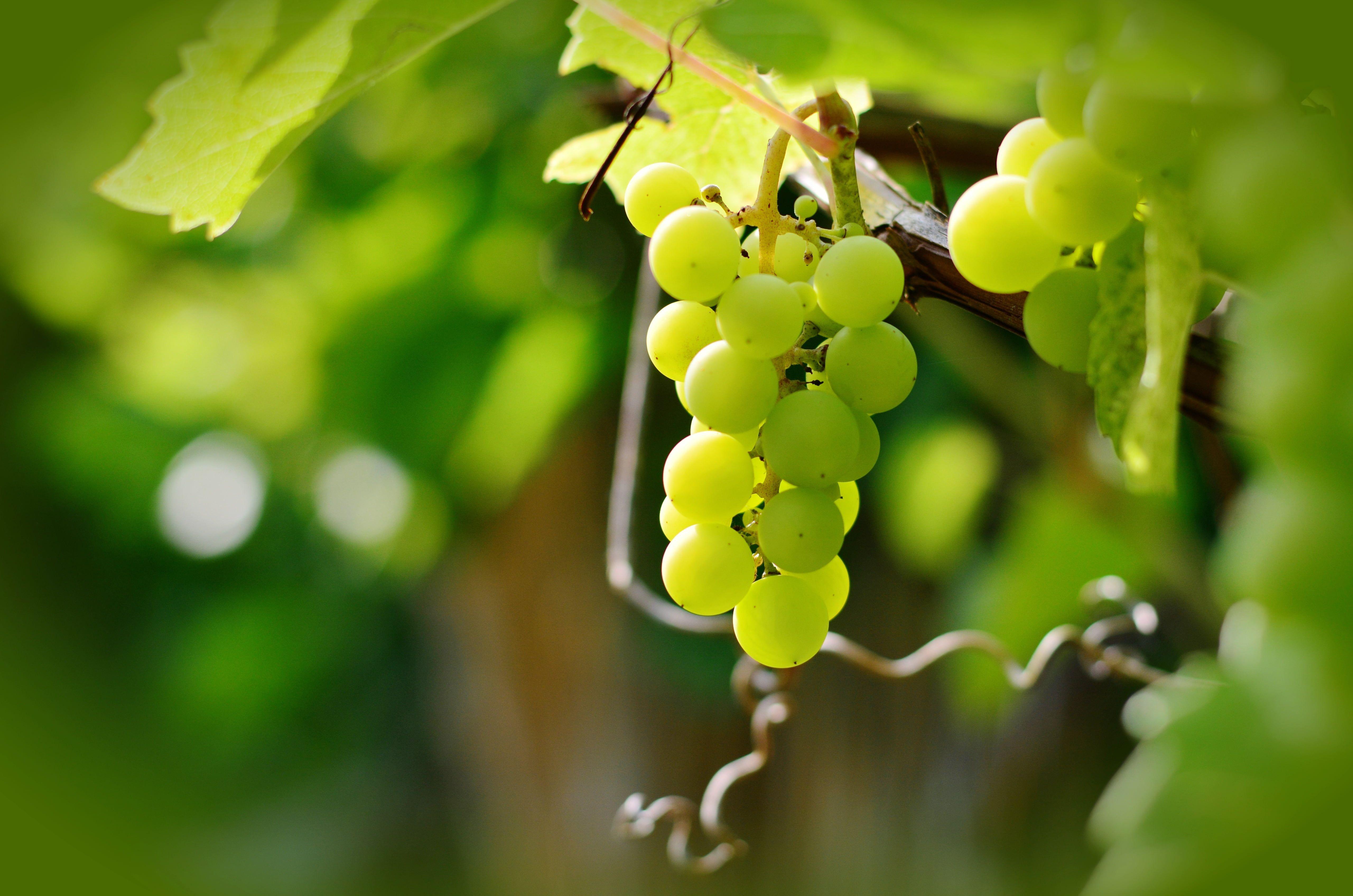 Grapes Wallpapers - Top Free Grapes Backgrounds - WallpaperAccess