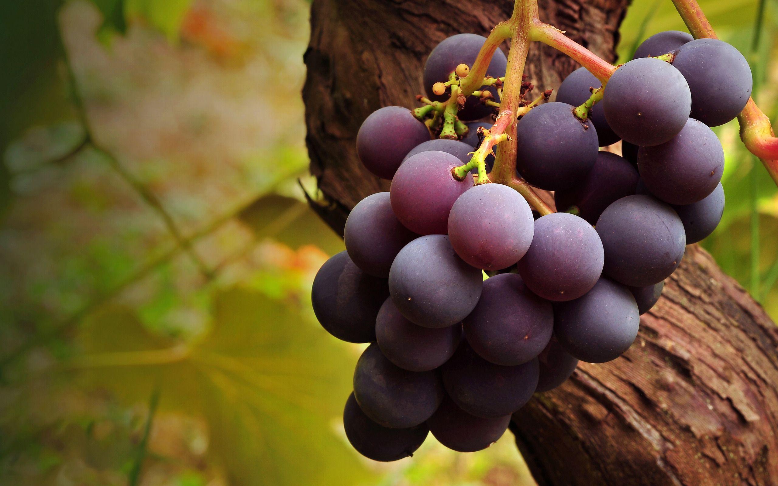 Grapes Wallpapers - Top Free Grapes Backgrounds - WallpaperAccess