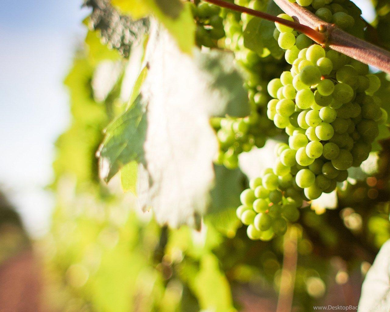 Grapes Wallpapers - Top Free Grapes Backgrounds - WallpaperAccess