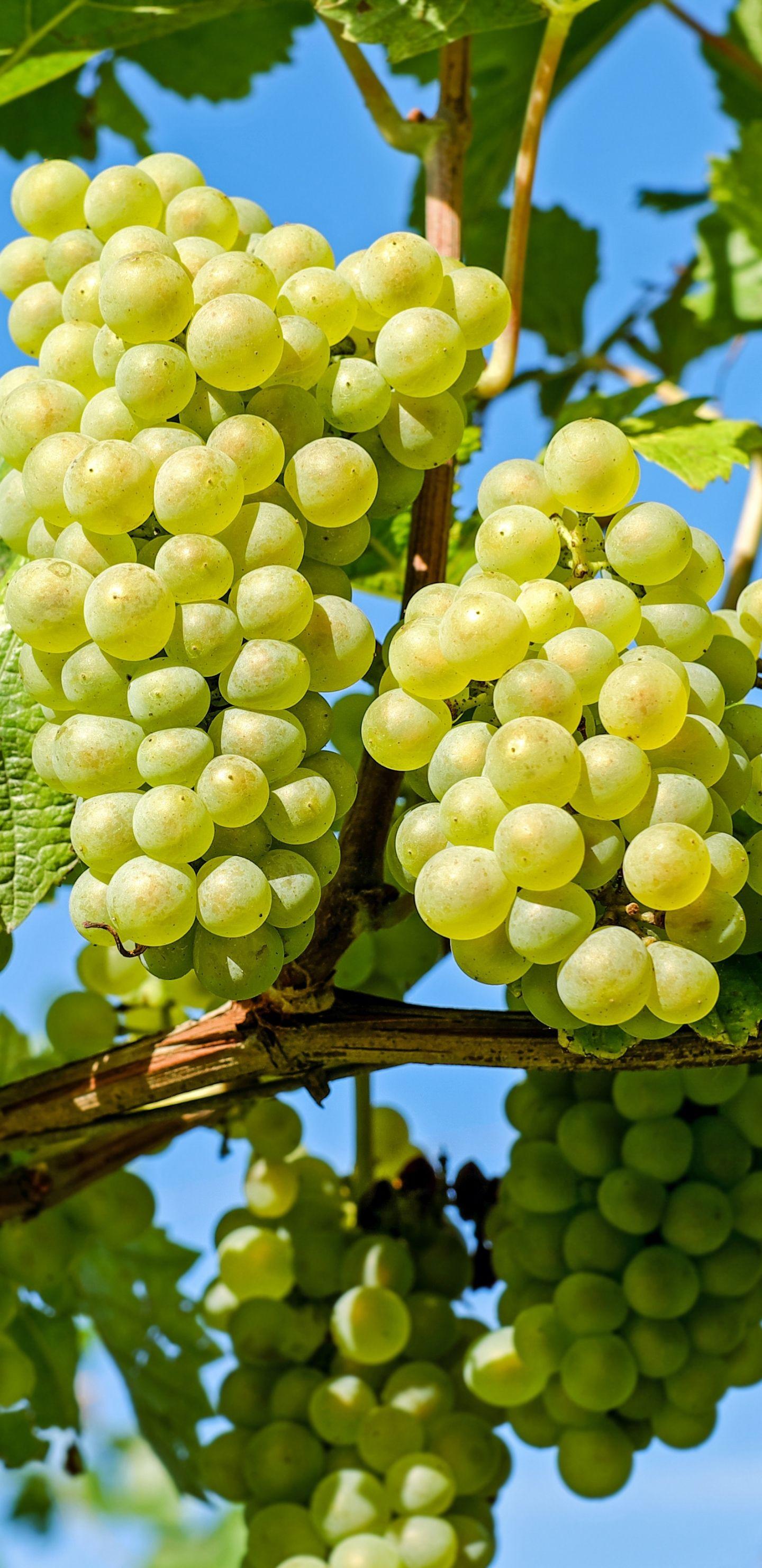 Grape Vine Wallpapers - Top Free Grape Vine Backgrounds - WallpaperAccess