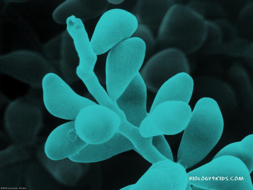 Biotechnology Wallpapers - Top Free Biotechnology Backgrounds ...