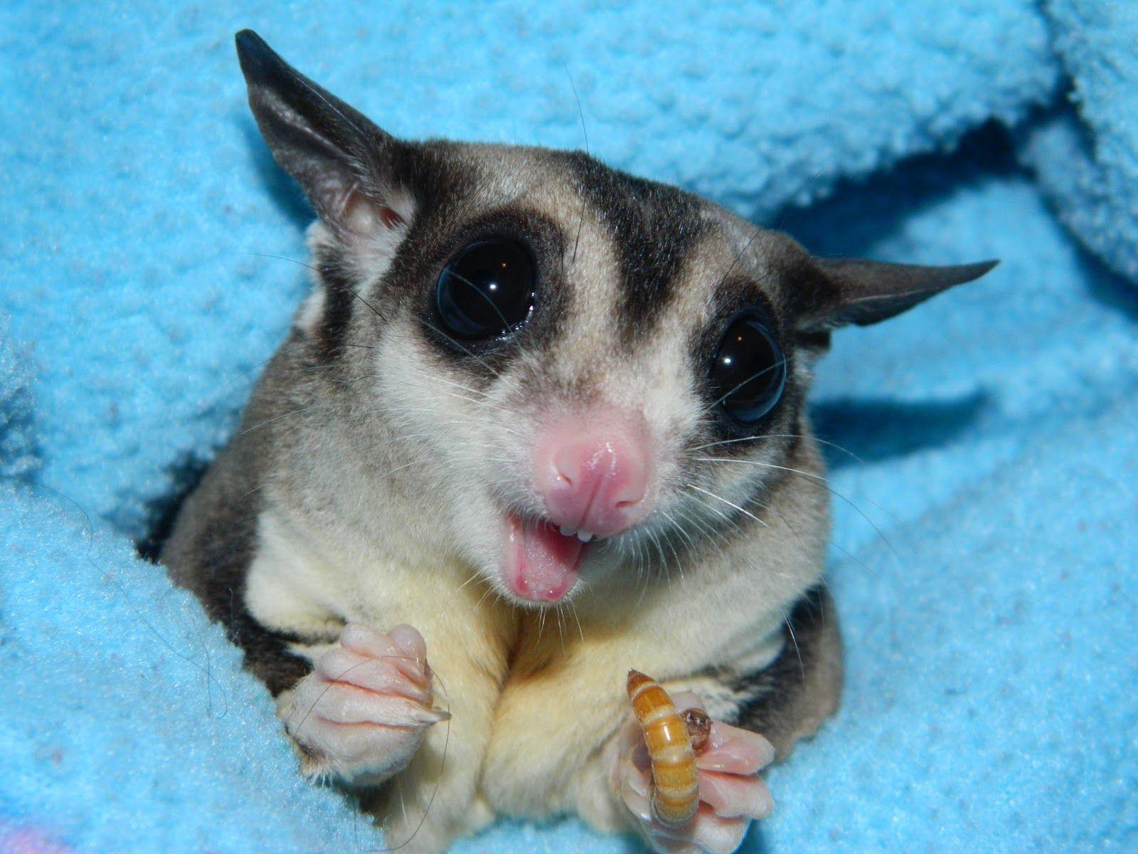 Sugar Glider Wallpapers - Top Free Sugar Glider Backgrounds ...