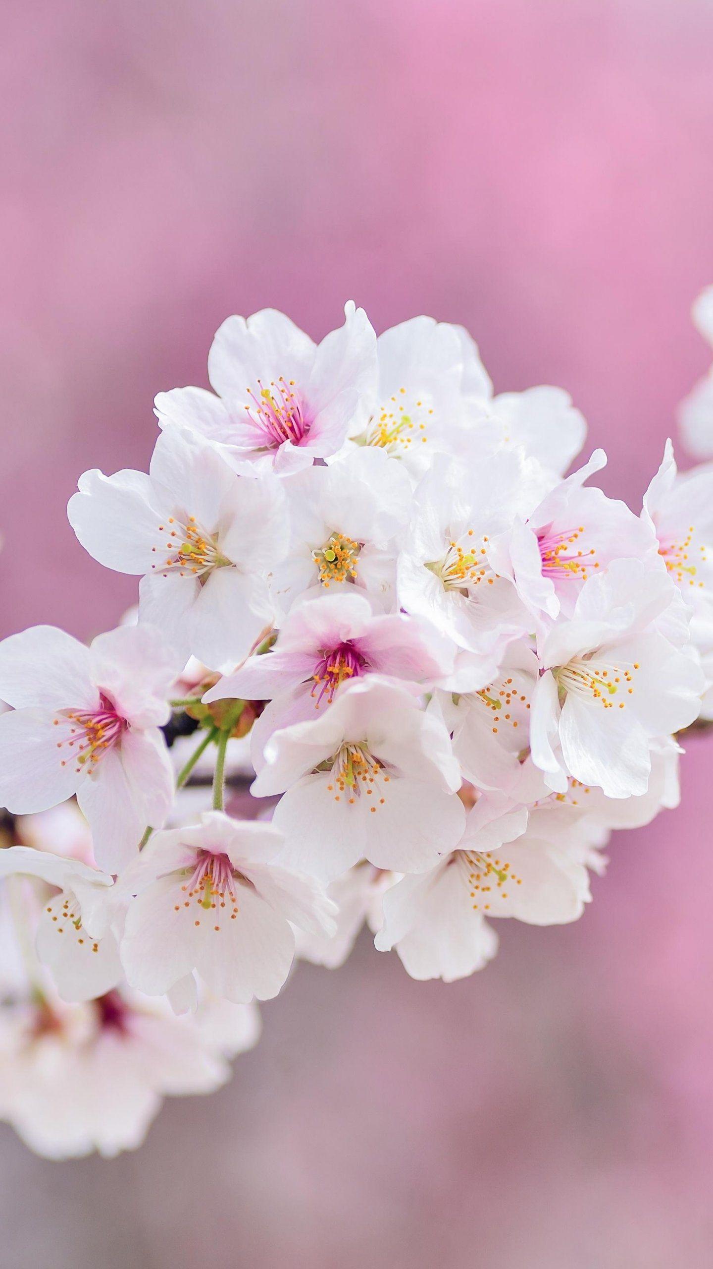Spring Blossom Wallpapers - Top Free Spring Blossom Backgrounds ...