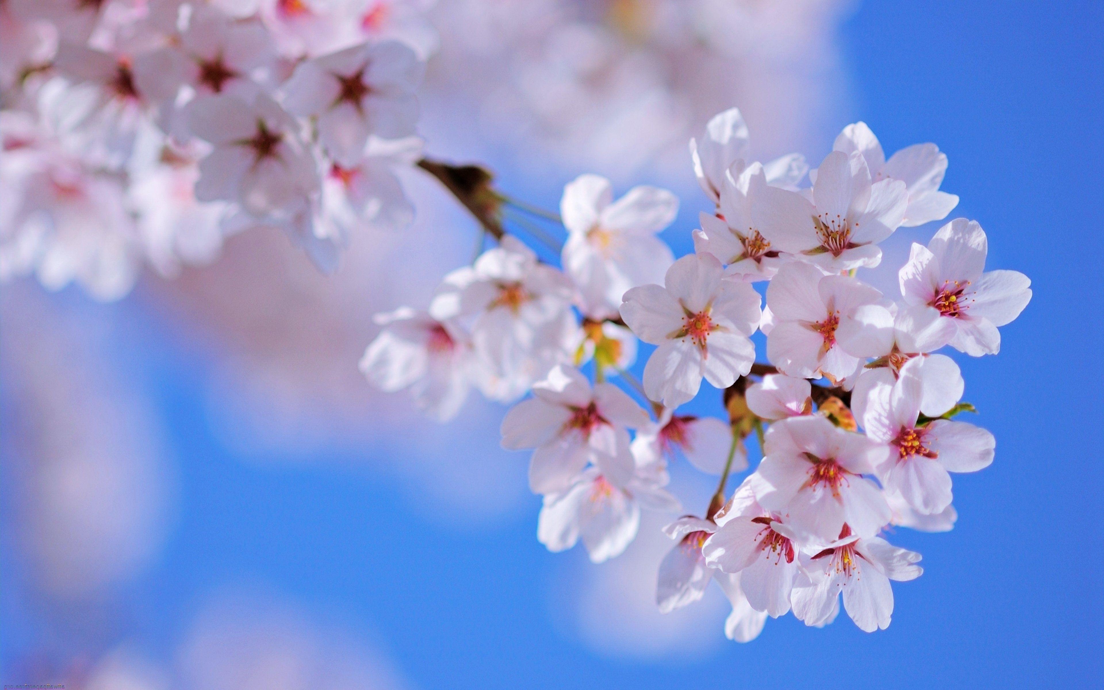 Spring Blossom Wallpapers - Top Free Spring Blossom Backgrounds ...