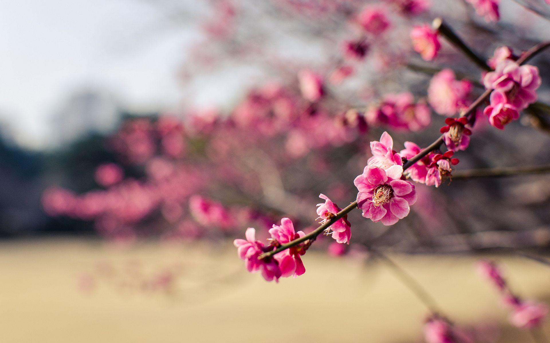 Spring Blossom Wallpapers - Top Free Spring Blossom Backgrounds ...