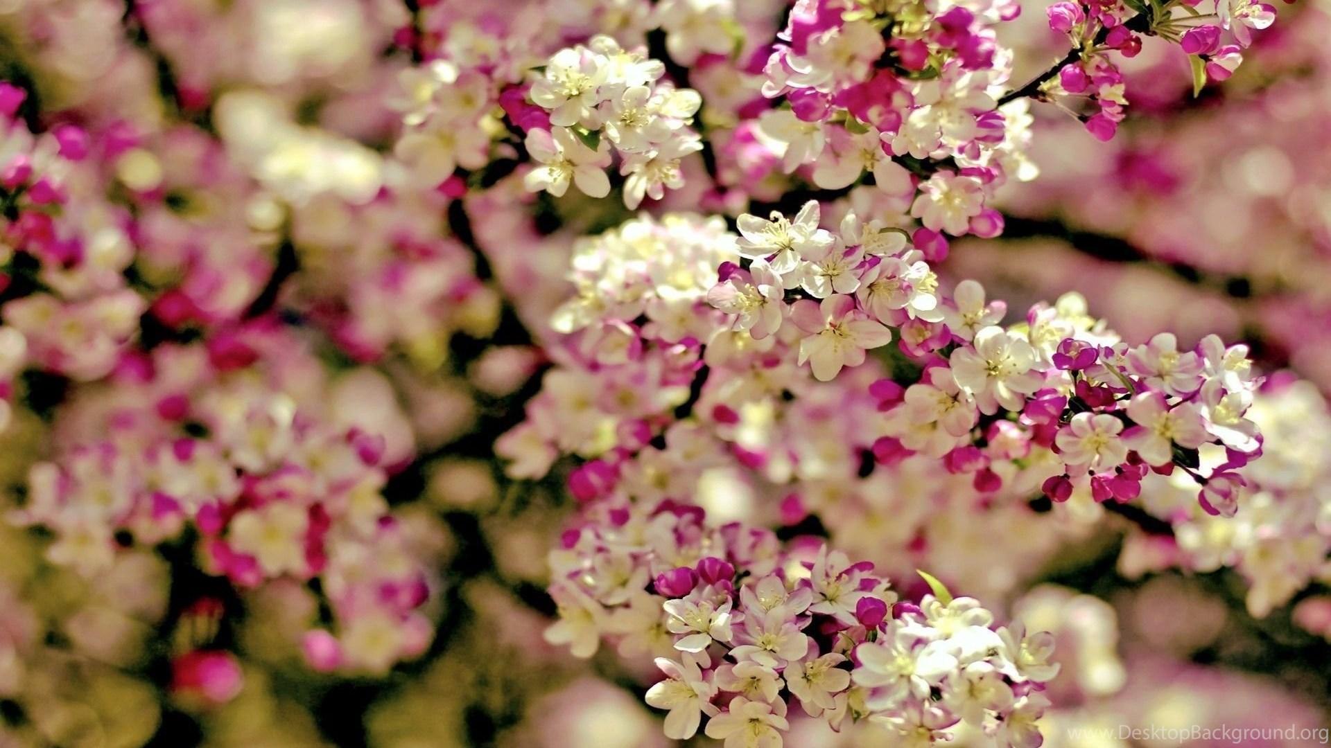 Spring Blossom Wallpapers - Top Free Spring Blossom Backgrounds ...