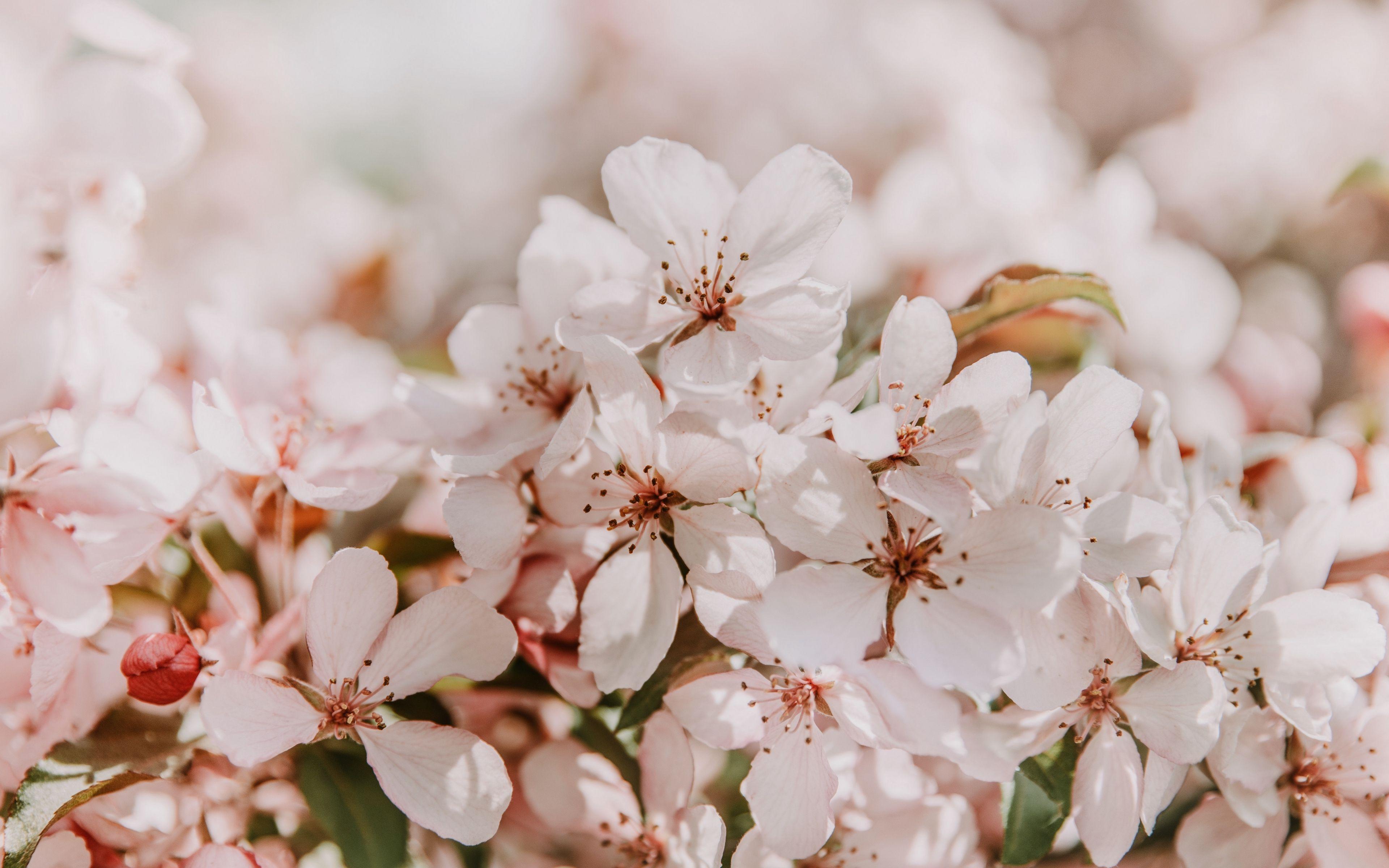 Spring Blossom Wallpapers - Top Free Spring Blossom Backgrounds ...