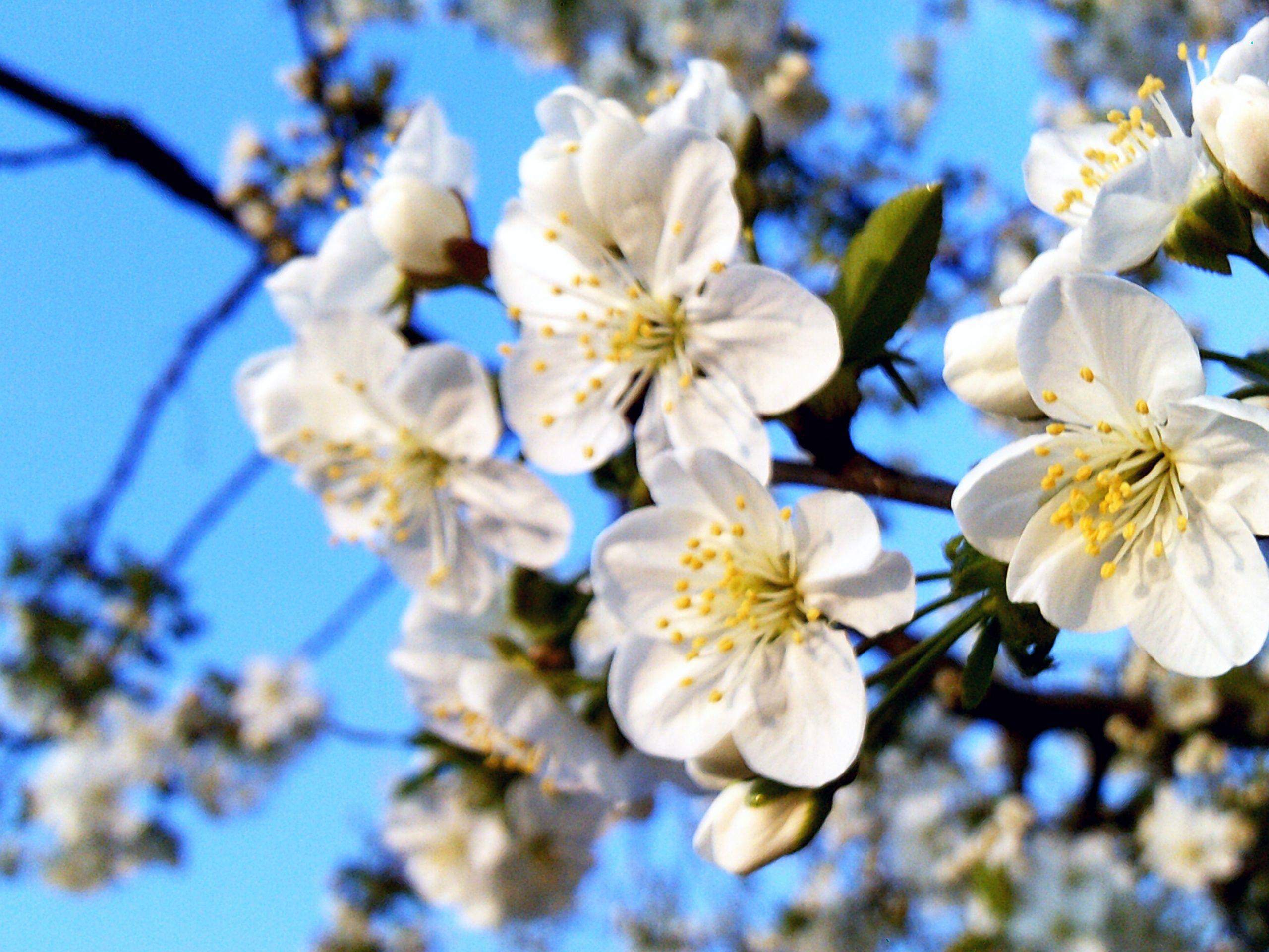 Spring Blossom Wallpapers - Top Free Spring Blossom Backgrounds ...