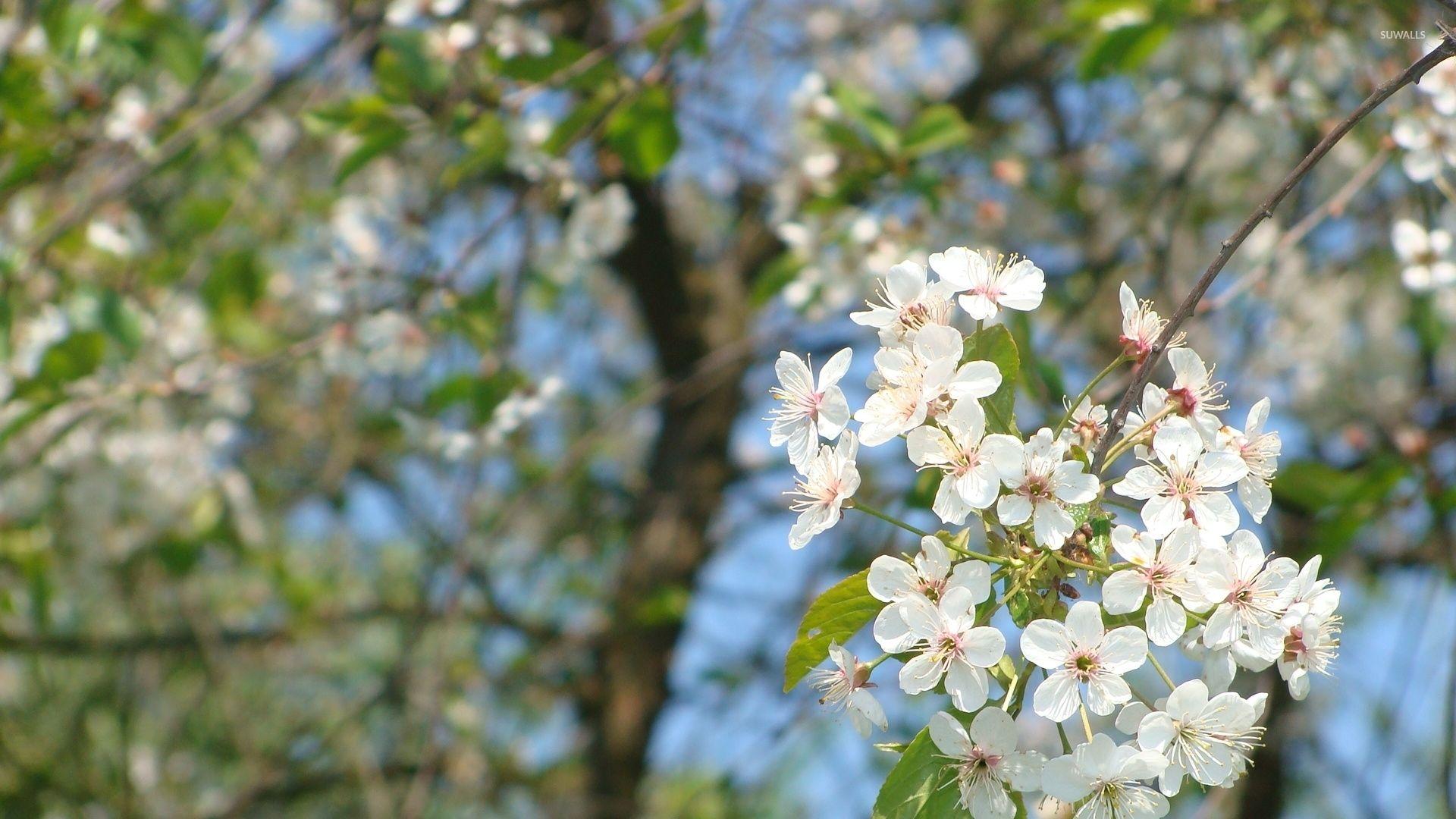 Spring Blossom Wallpapers - Top Free Spring Blossom Backgrounds ...