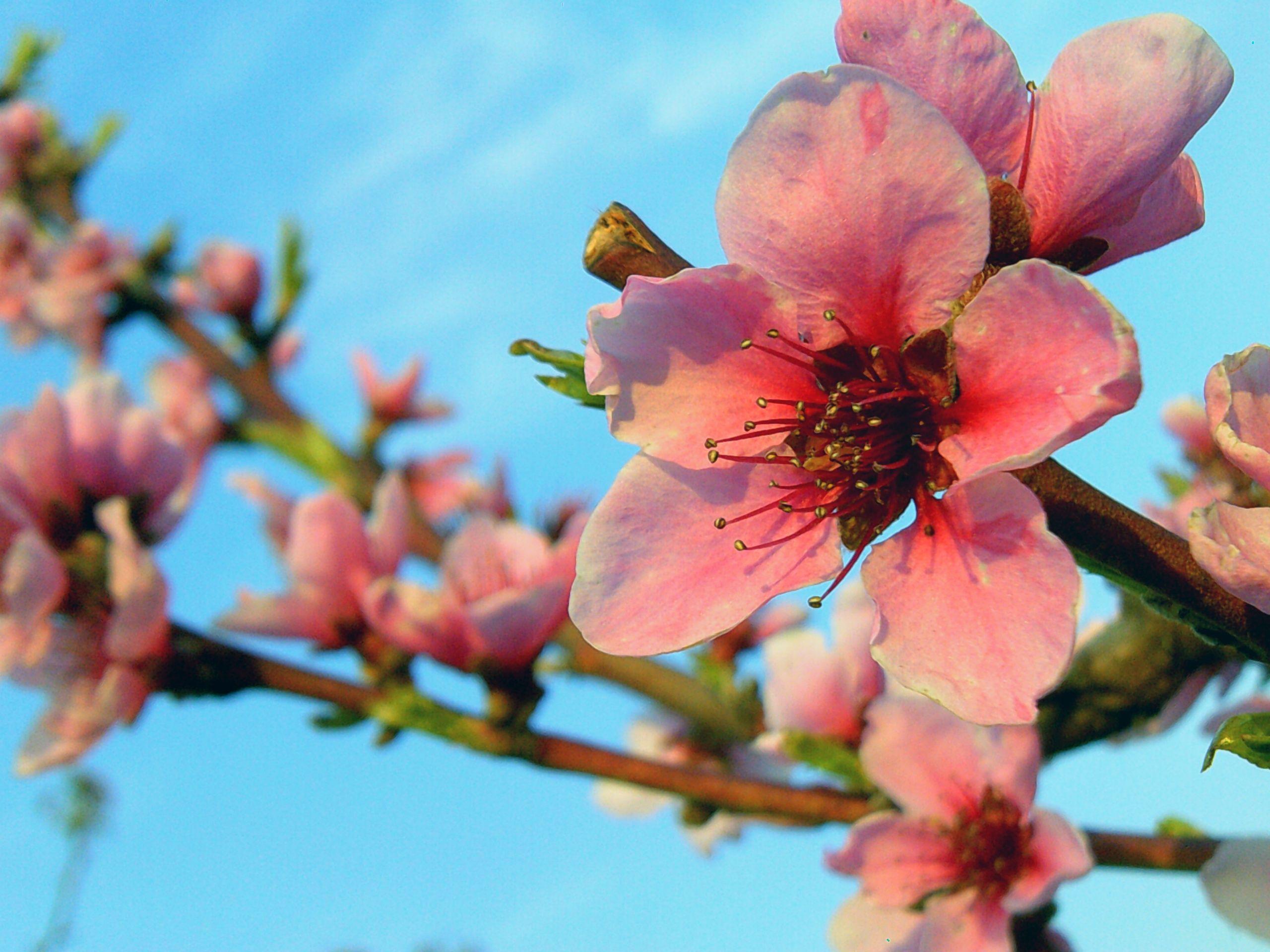 Spring Blossom Wallpapers - Top Free Spring Blossom Backgrounds ...