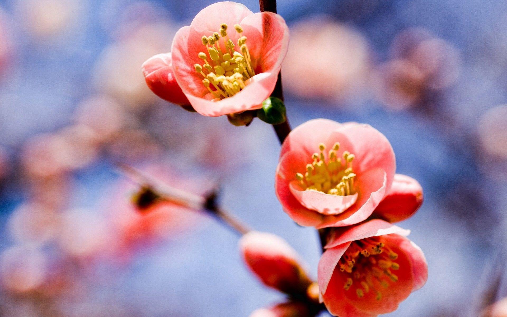 Spring Flower Wallpapers - Top Free Spring Flower Backgrounds ...