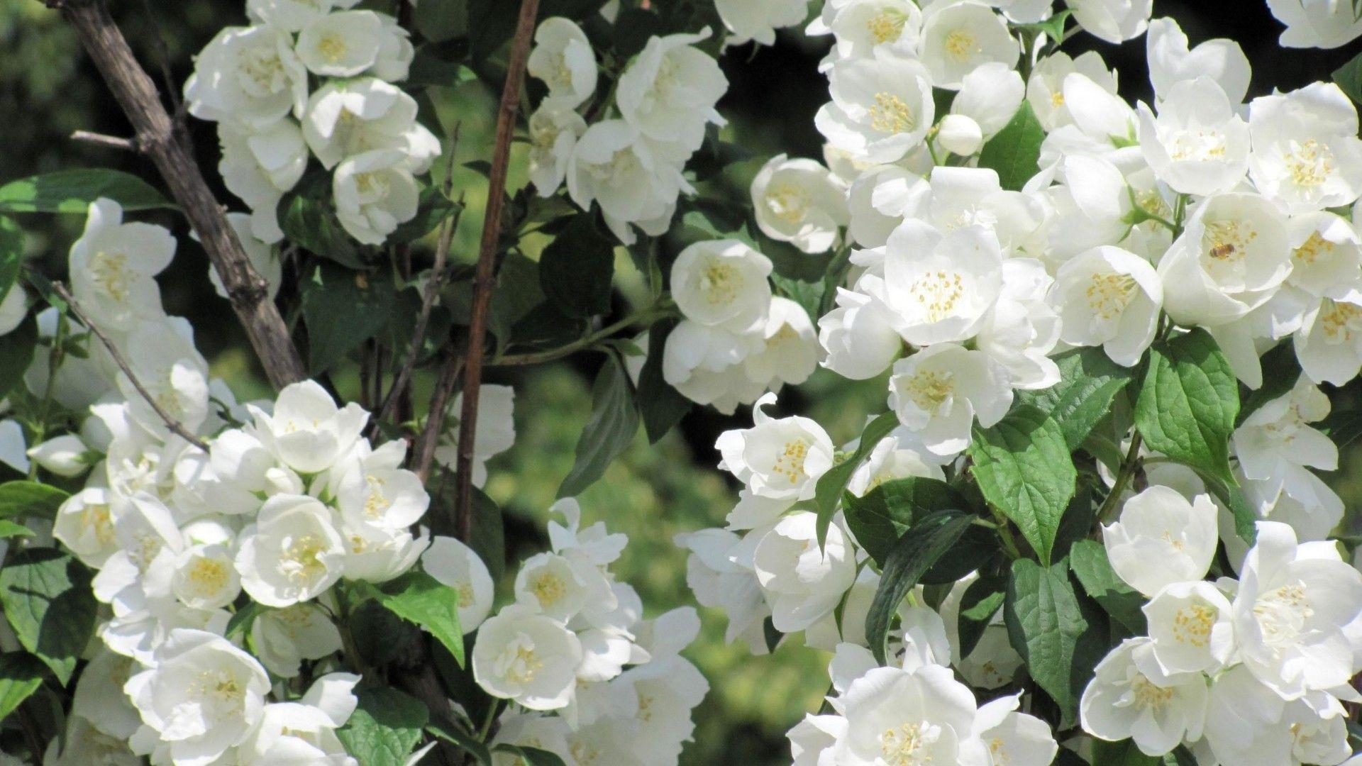 Jasmine Flower Wallpapers Top Free Jasmine Flower Backgrounds 
