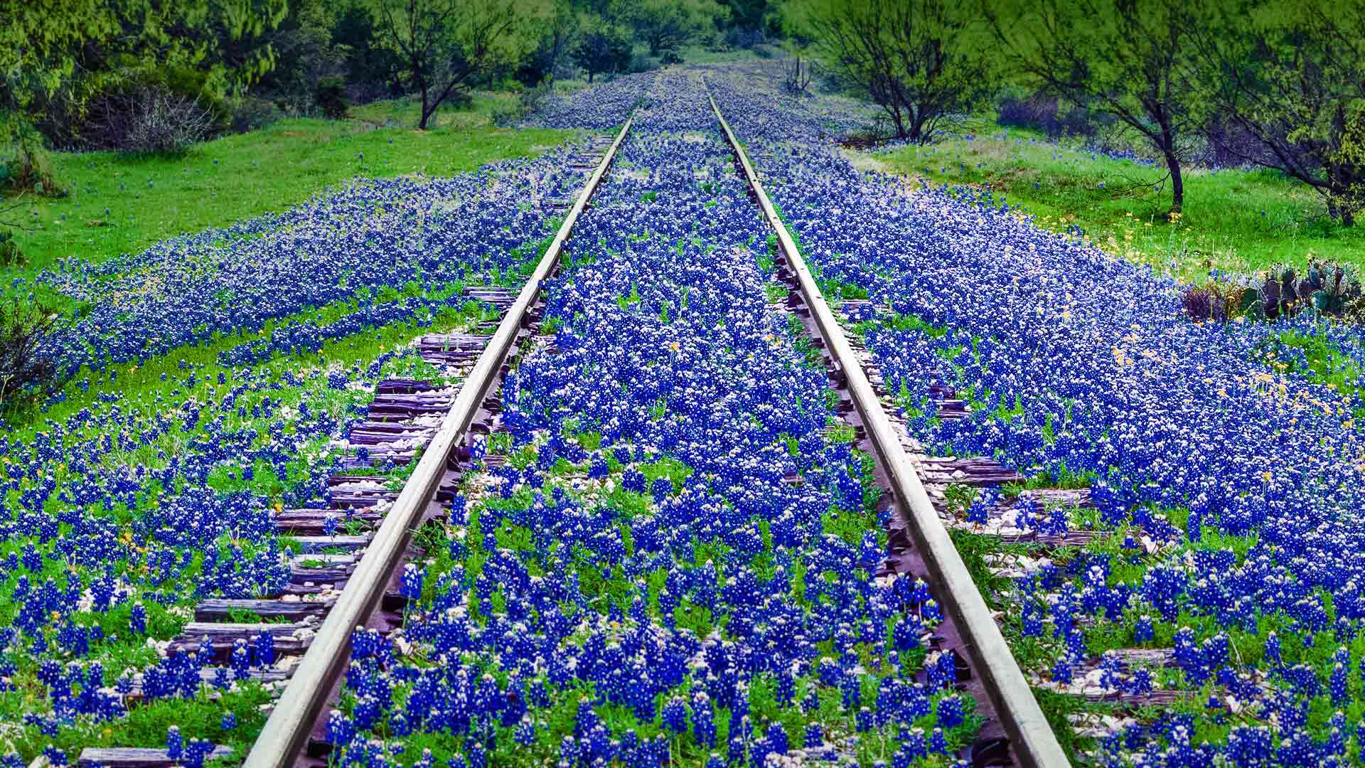 Bluebonnets Wallpapers - Top Free Bluebonnets Backgrounds - WallpaperAccess