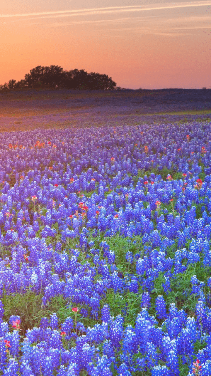 Bluebonnets Wallpapers - Top Free Bluebonnets Backgrounds - WallpaperAccess