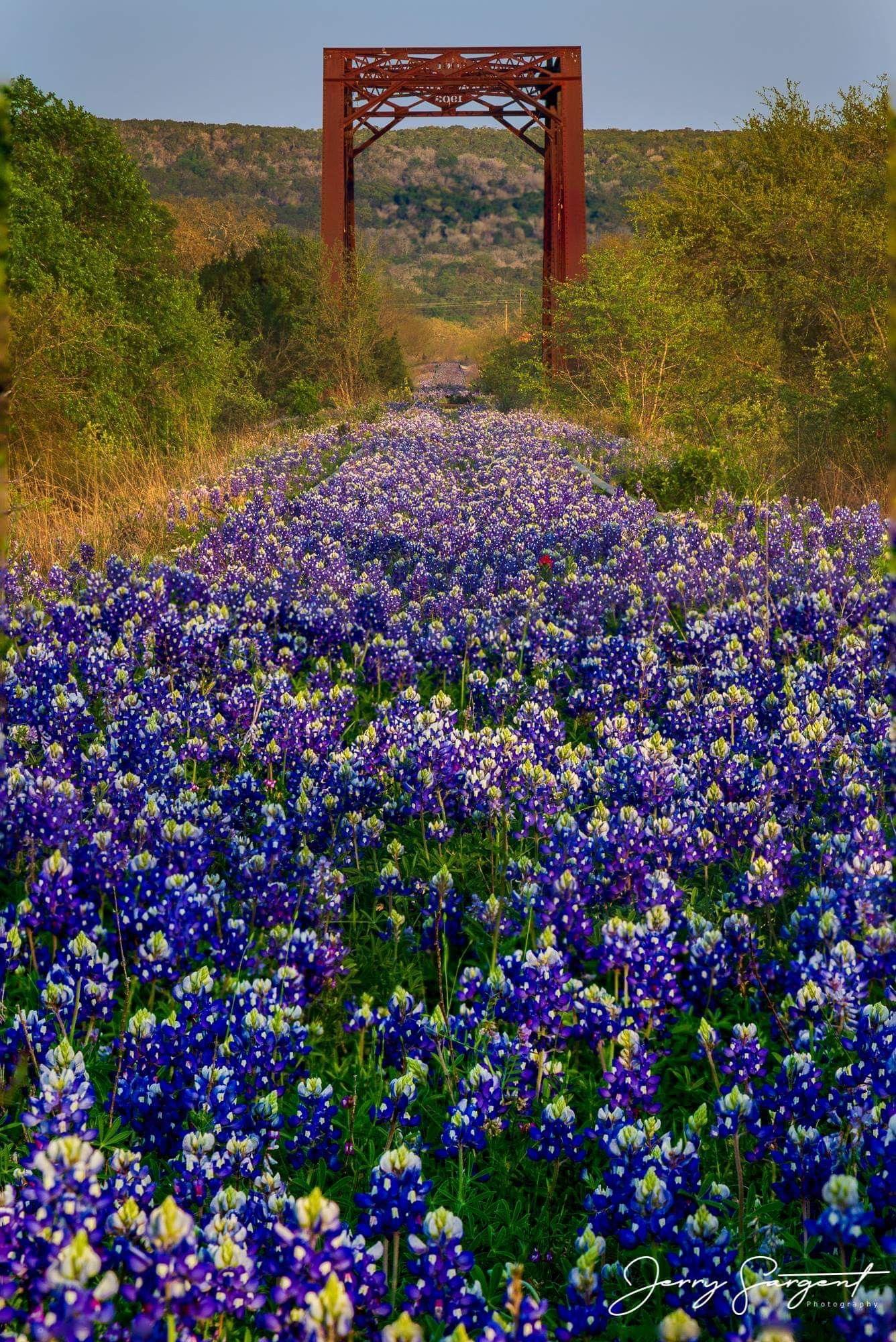 Bluebonnets Wallpapers - Top Free Bluebonnets Backgrounds - WallpaperAccess