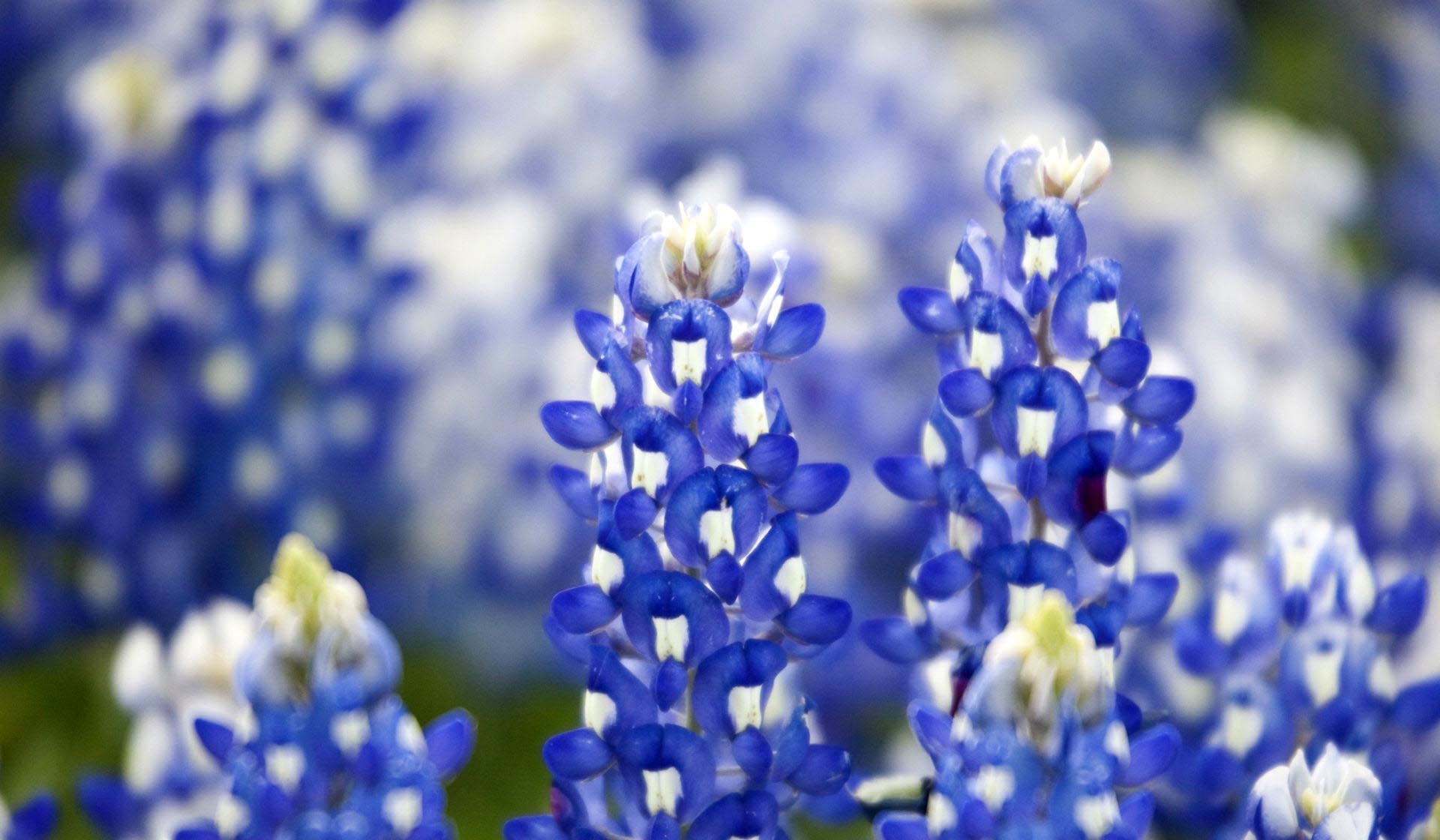 Bluebonnets Wallpapers - Top Free Bluebonnets Backgrounds - WallpaperAccess