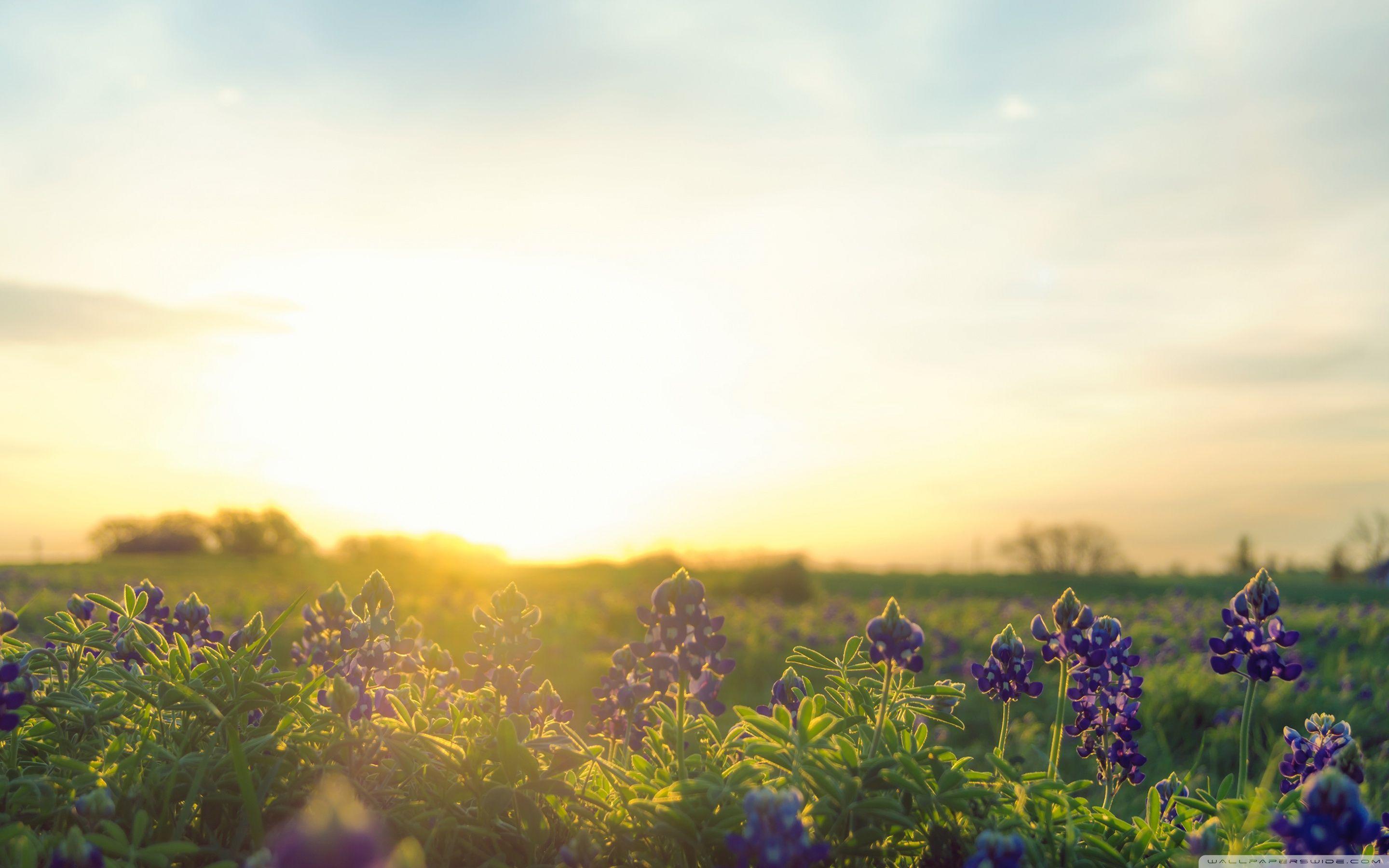 Texas Bluebonnets Wallpapers - Top Free Texas Bluebonnets Backgrounds ...