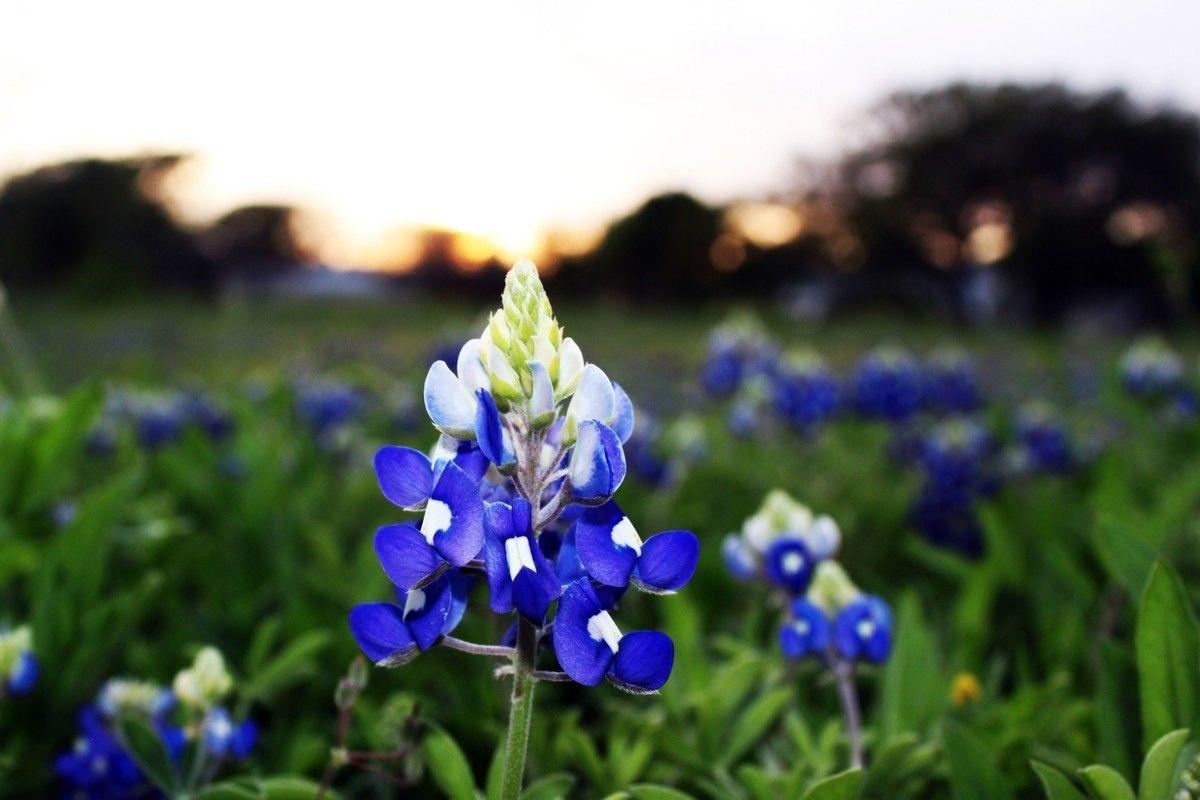 Bluebonnets Wallpapers - Top Free Bluebonnets Backgrounds - WallpaperAccess