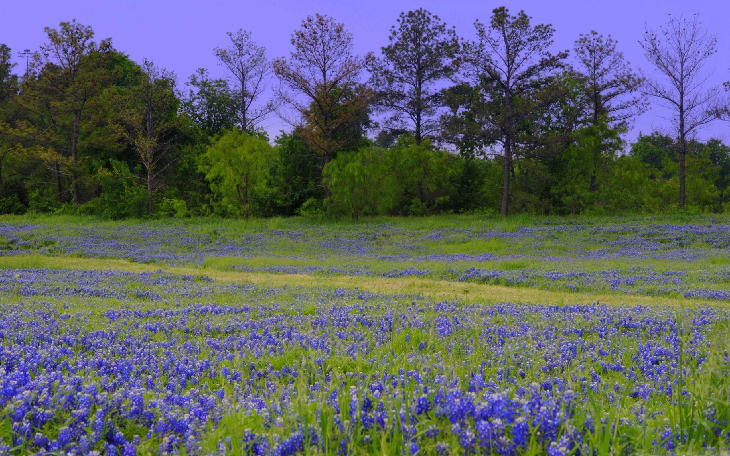 Bluebonnets Wallpapers - Top Free Bluebonnets Backgrounds - WallpaperAccess