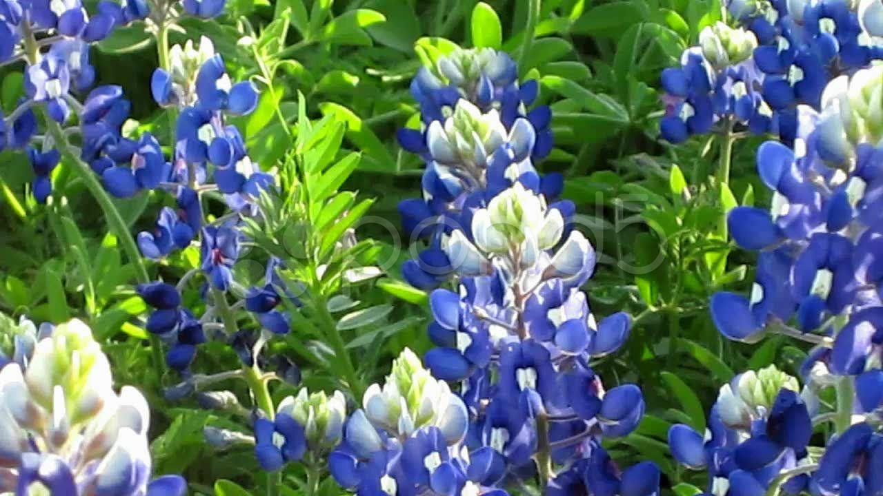 Bluebonnets Wallpapers - Top Free Bluebonnets Backgrounds - WallpaperAccess