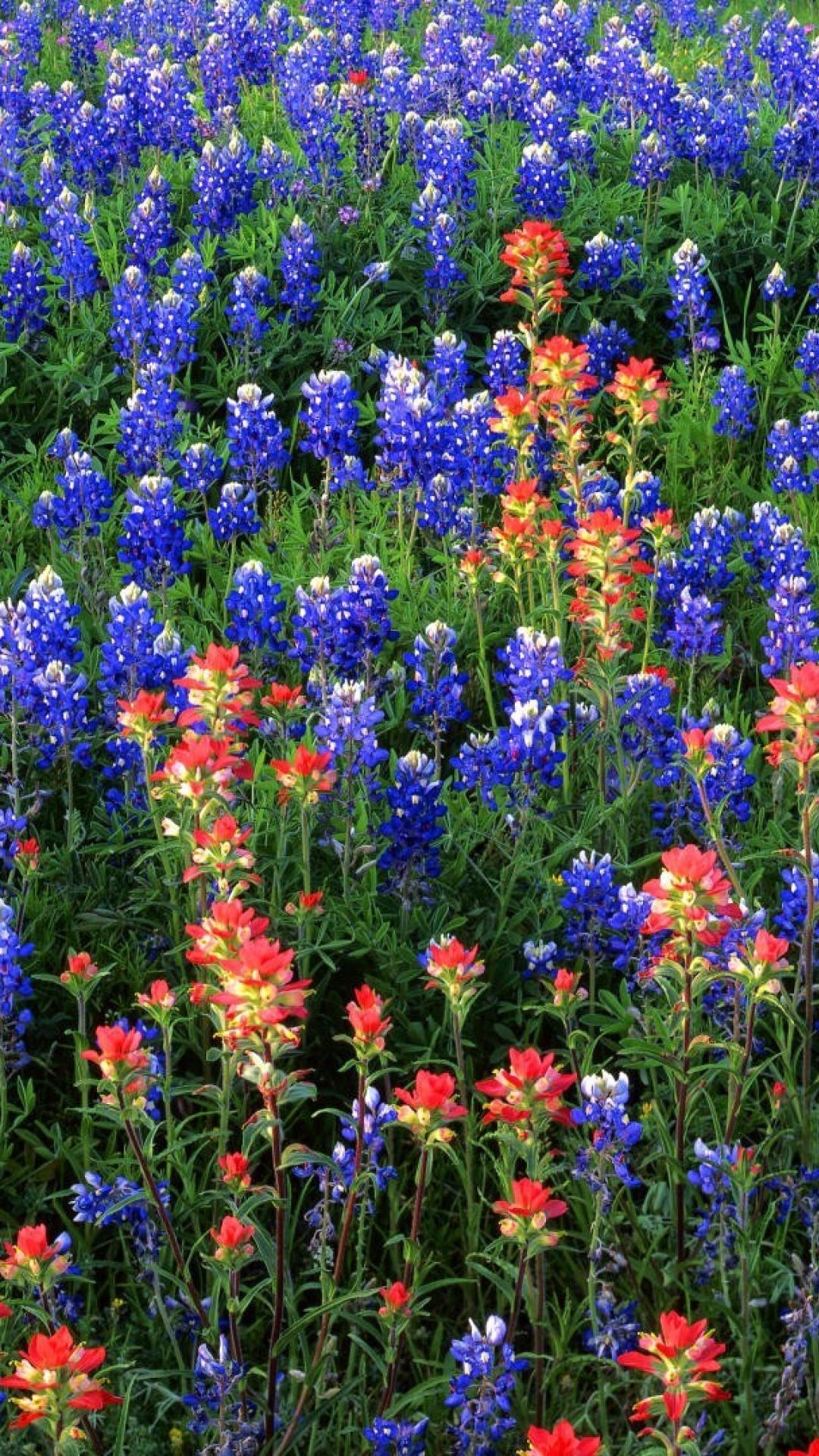 Bluebonnet Wallpapers - Top Free Bluebonnet Backgrounds - WallpaperAccess