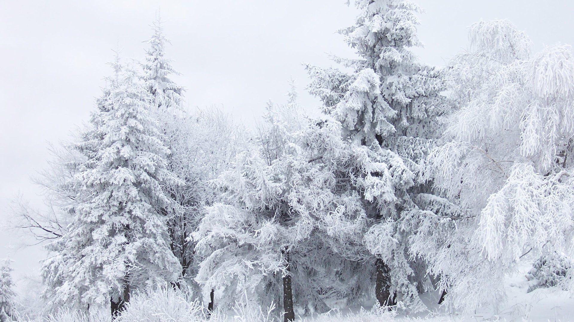 Snowy Trees Wallpapers - Top Free Snowy Trees Backgrounds - WallpaperAccess