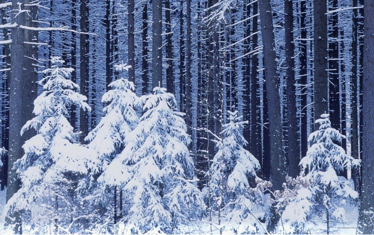Snowy Trees Wallpapers - Top Free Snowy Trees Backgrounds - WallpaperAccess