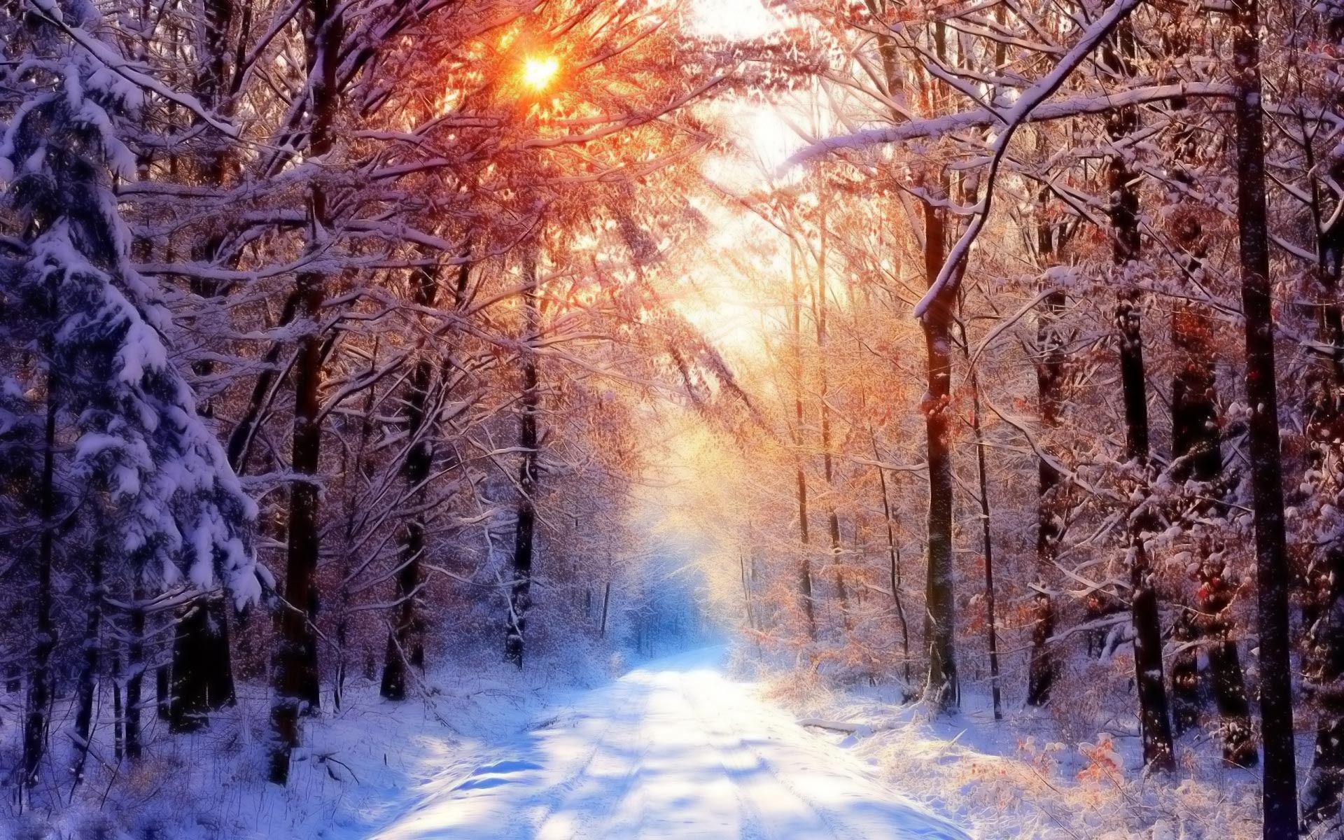 Snowy Trees Wallpapers - Top Free Snowy Trees Backgrounds - WallpaperAccess