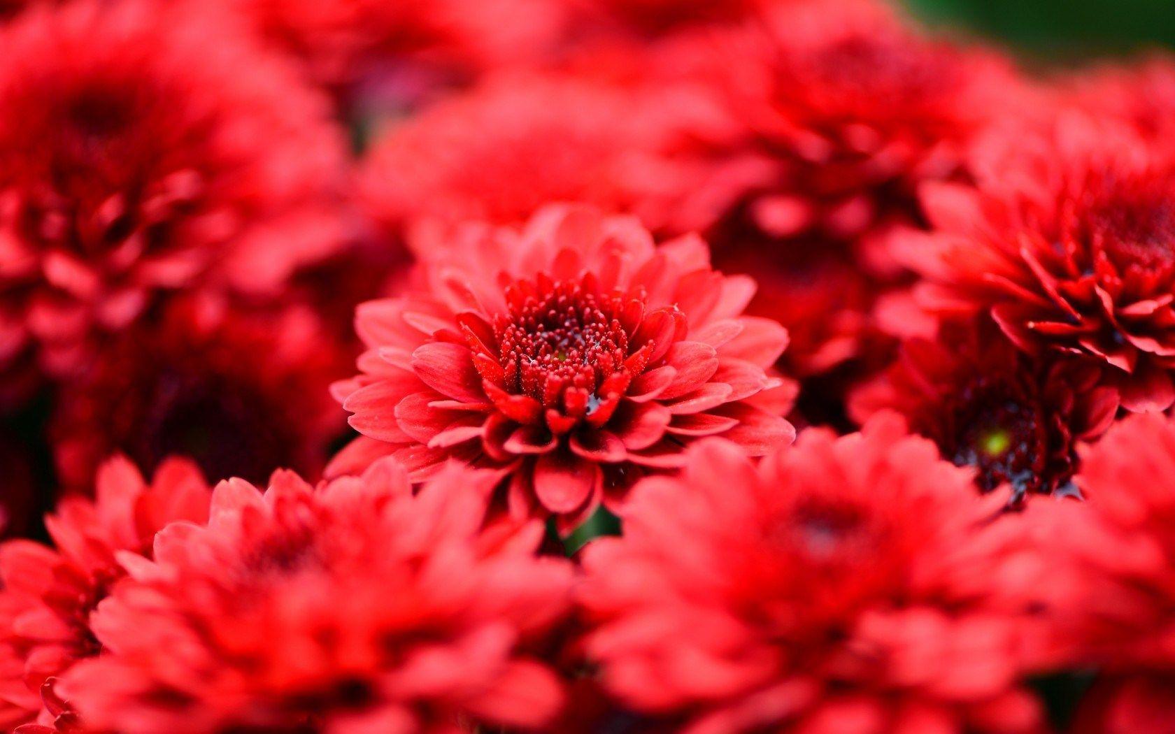 Red Flowers Wallpapers - Top Free Red Flowers Backgrounds - WallpaperAccess
